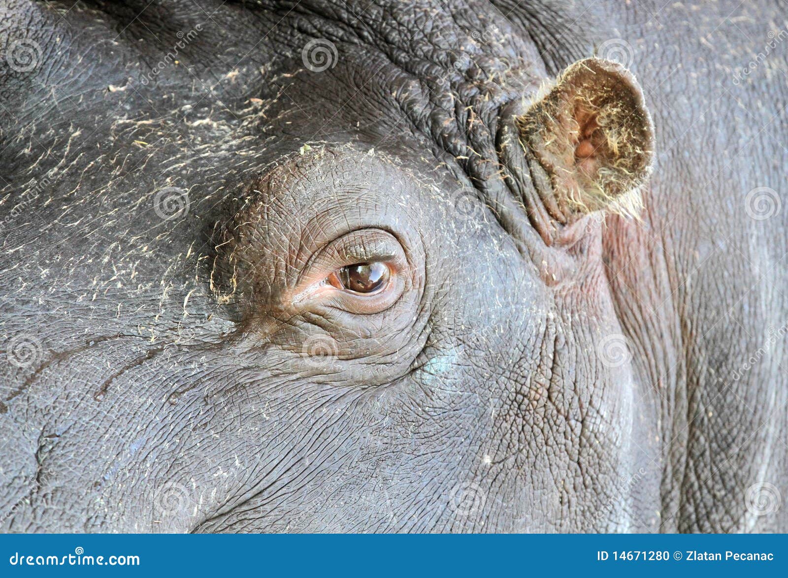 Hippopotamus eye and ear stock photo. Image of park, close - 14671280
