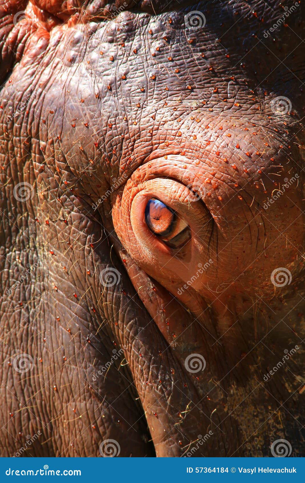 Hippopotamus stock photo. Image of brown, looking, animal - 57364184