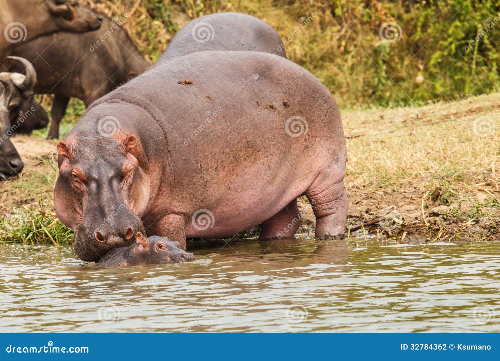 Hippopotamus family stock photo. Image of danger, water - 32784362