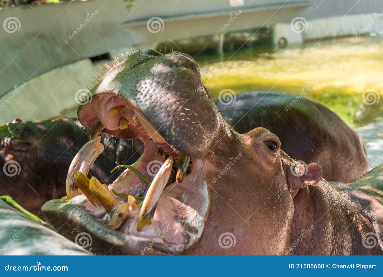 Hippopotamus Feeding in a Zoo Stock Photo - Image of large, white: 71505660