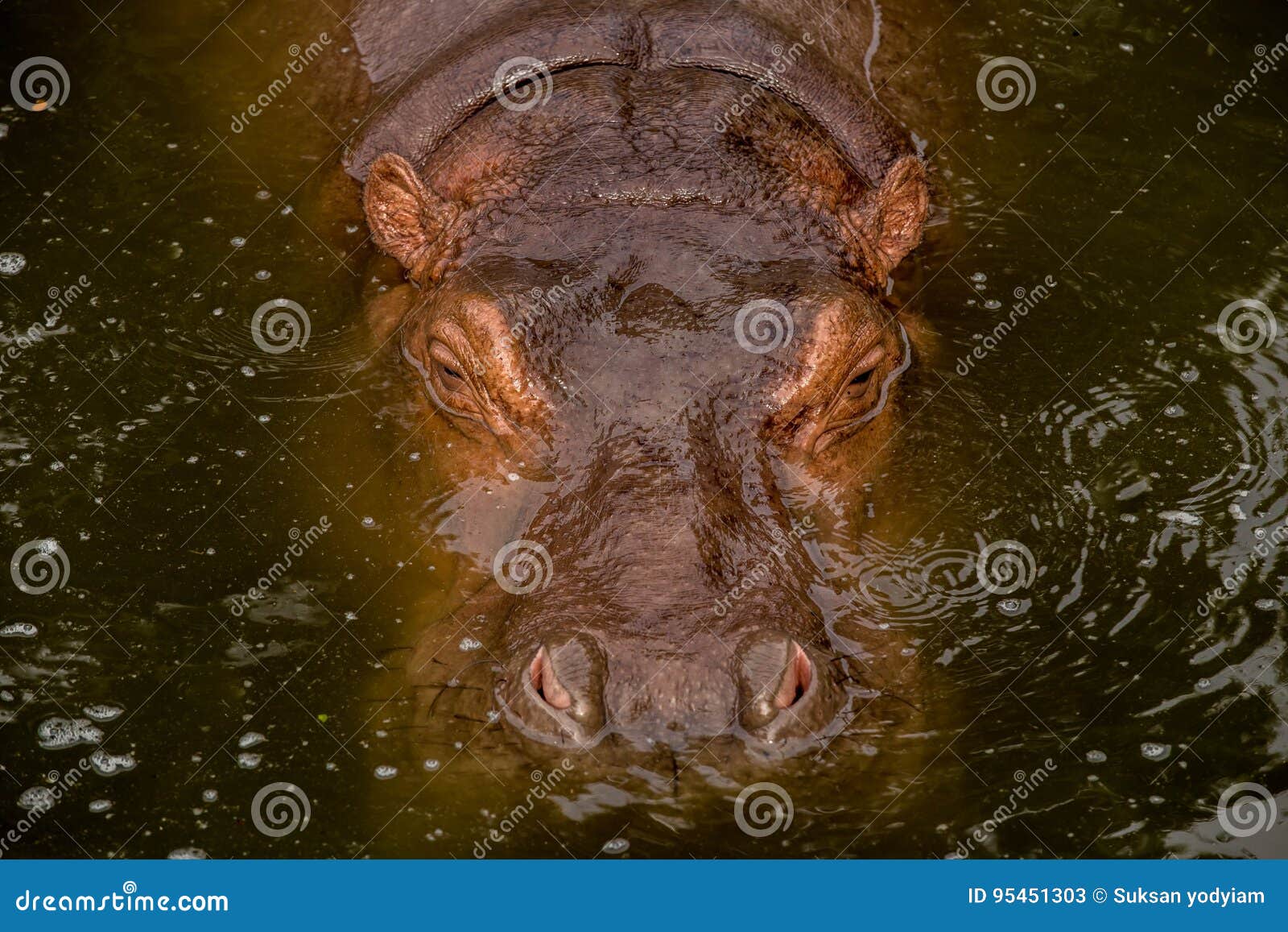 Hippopotamus Floating on the Water Stock Image - Image of isolated ...