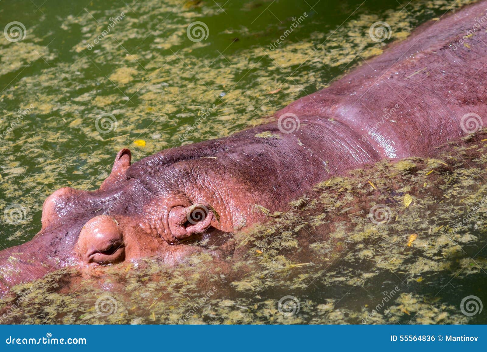 Hippopotamus Floating on Water Surface Stock Photo - Image of wildlife ...