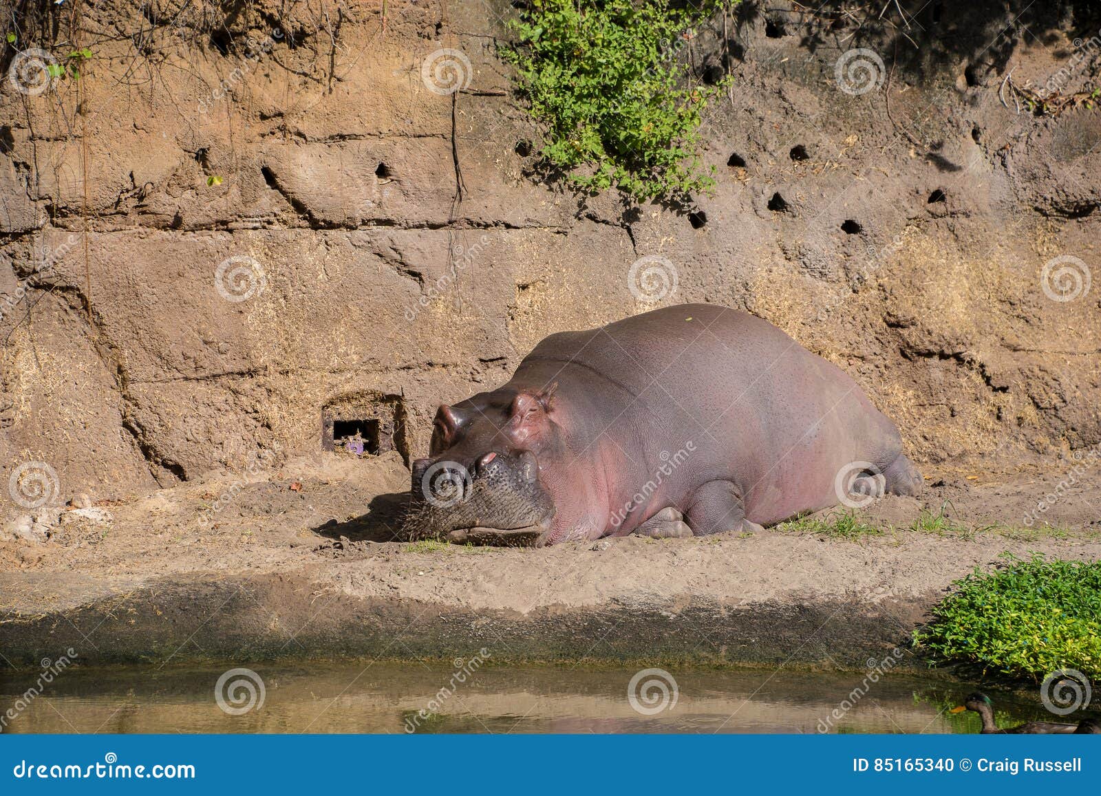 Hippopotamus on the ground stock photo. Image of young - 85165340