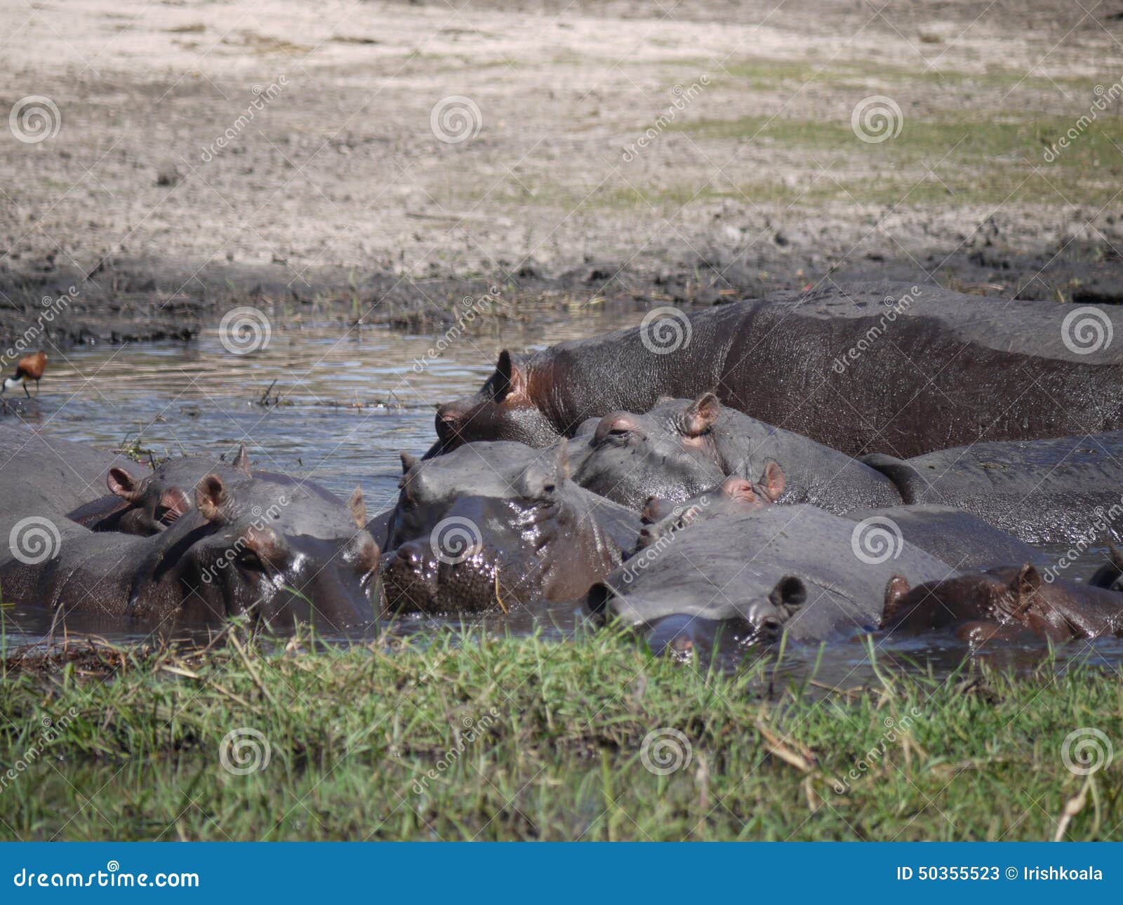 Hippopotamus group stock image. Image of river, amphibius - 50355523