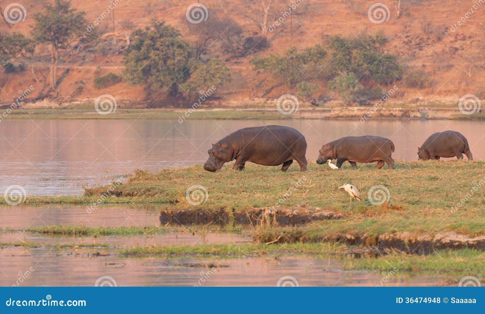 Hippopotamus group stock photo. Image of river, outdoors - 36474948