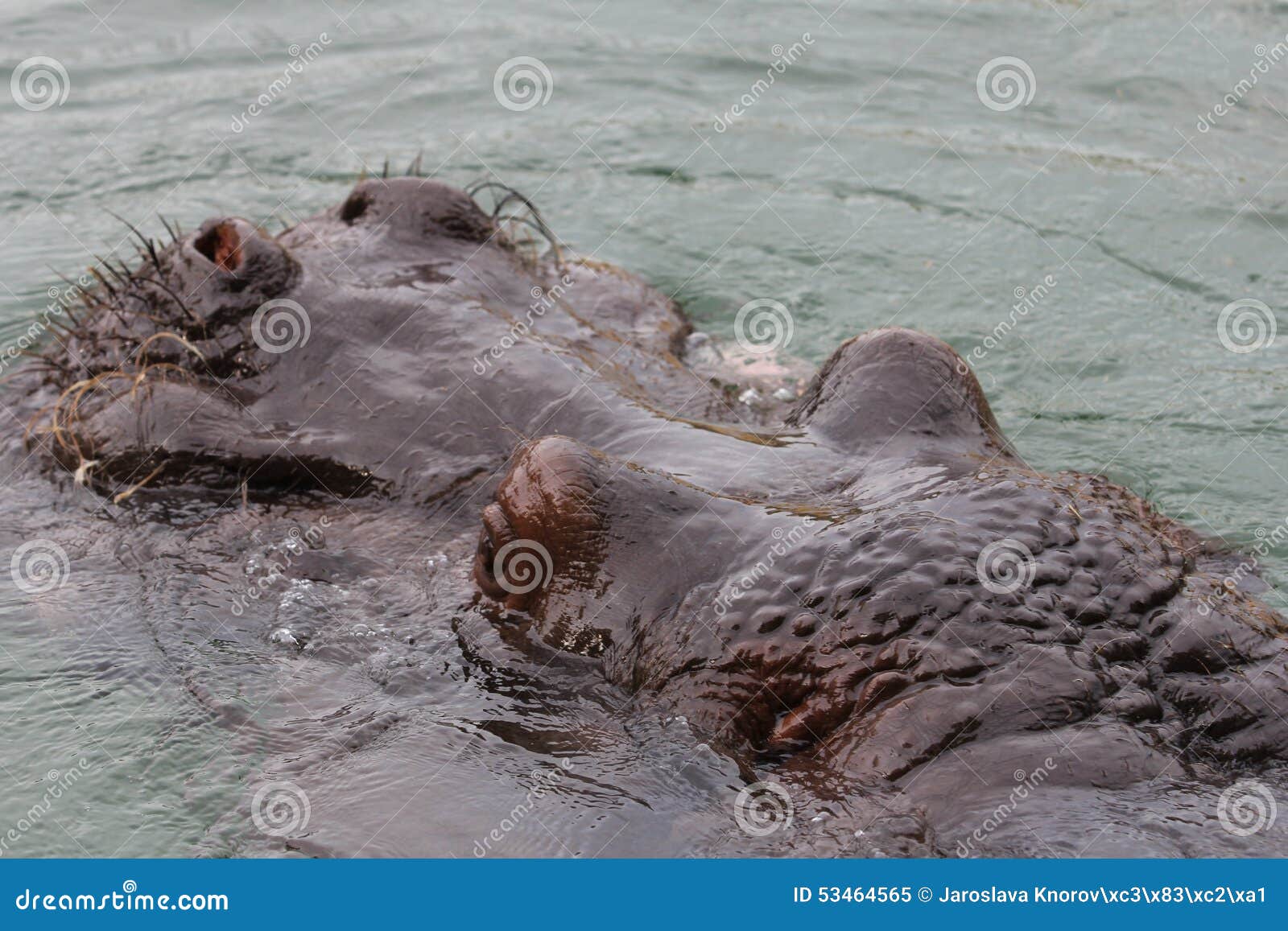 Hippopotamus Head Sticking Out Of Water. Hippo In Water Royalty-Free ...