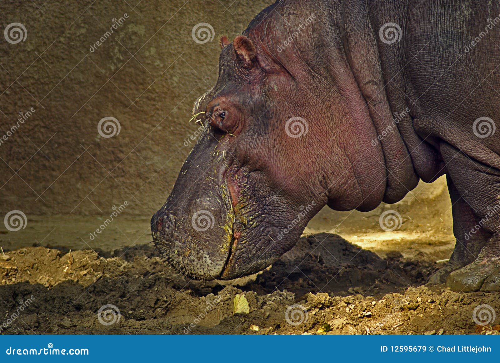Hippopotamus Head Side View Stock Image - Image of animal, aggressive ...