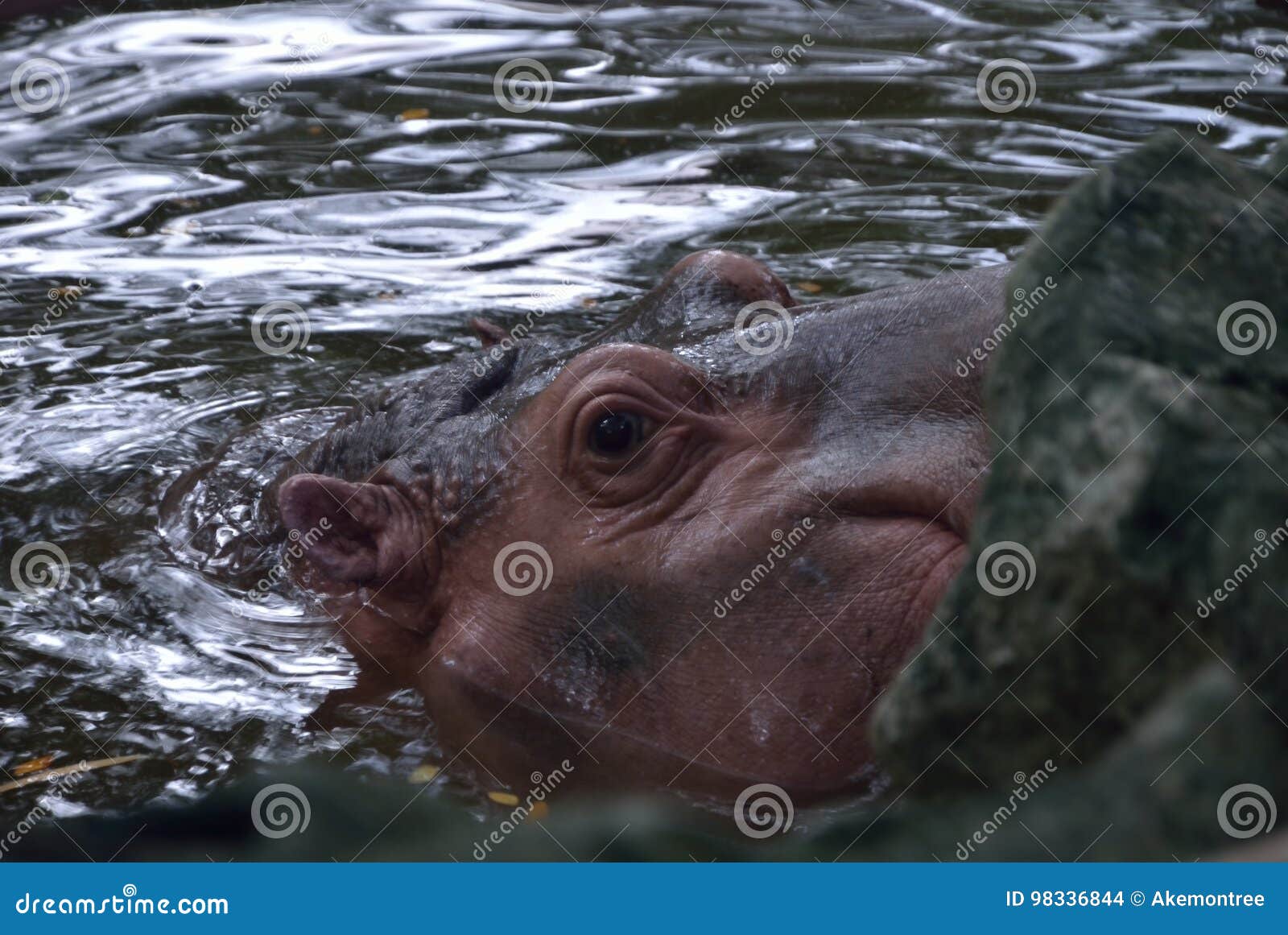 Hippopotamus stock photo. Image of hide, outdoor, head - 98336844