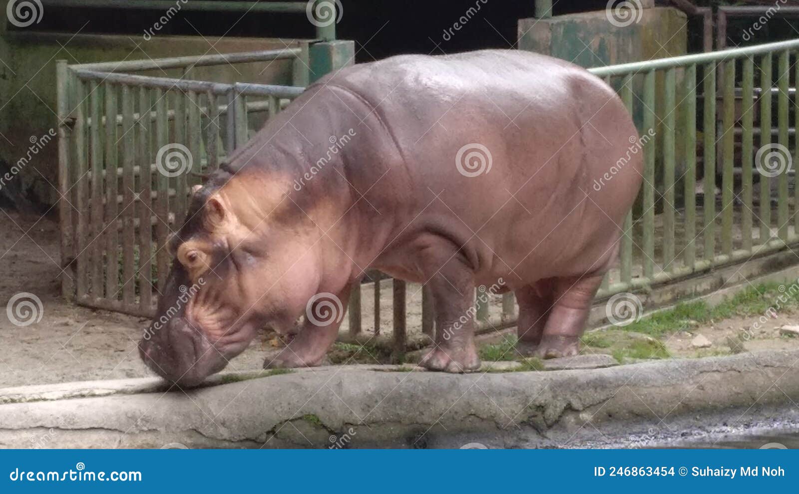 Hippopotamus @ Hippo @ Badak Air Stock Photo - Image of safe, jetty ...