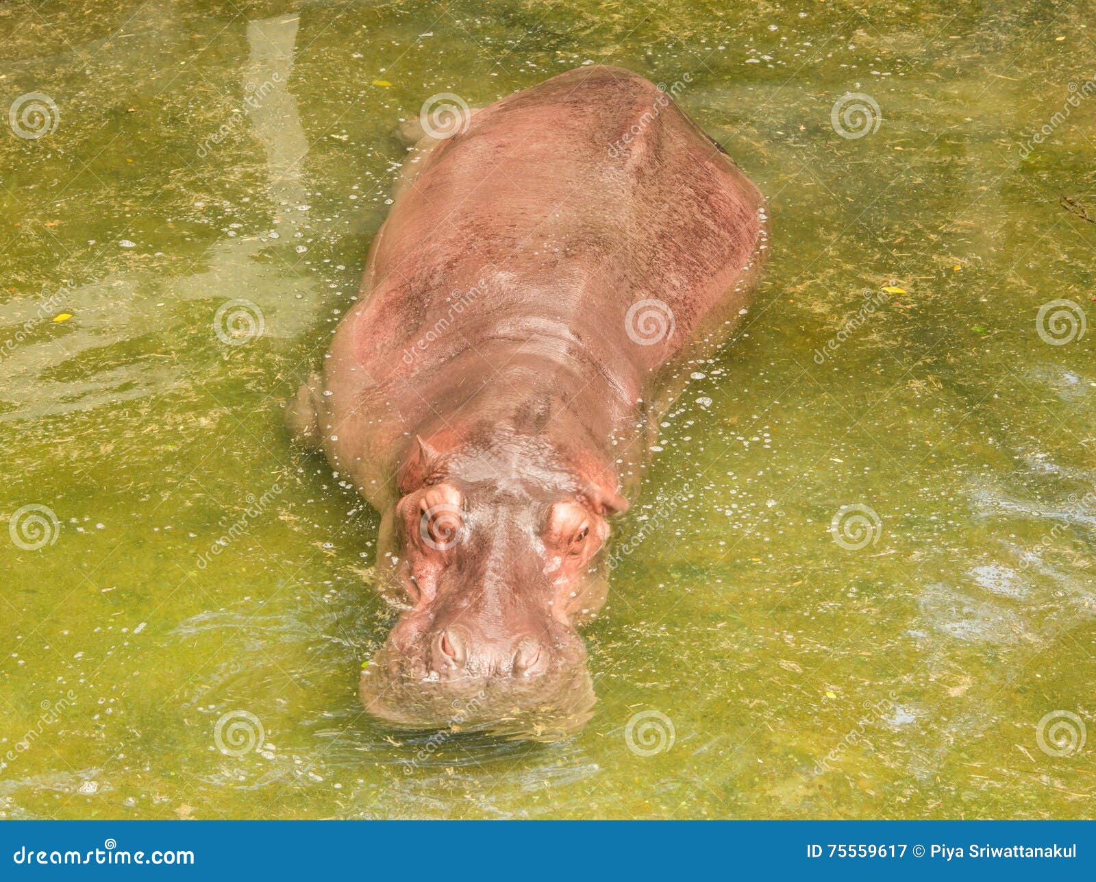 Hippopotamus stock image. Image of safari, water, wild - 75559617