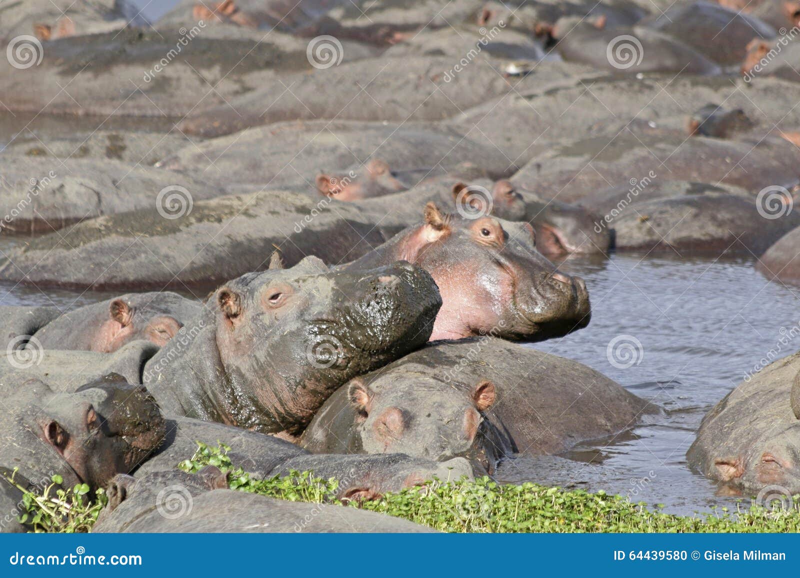Hippo Pool In The Ngorongoro Crater Royalty-Free Stock Image ...