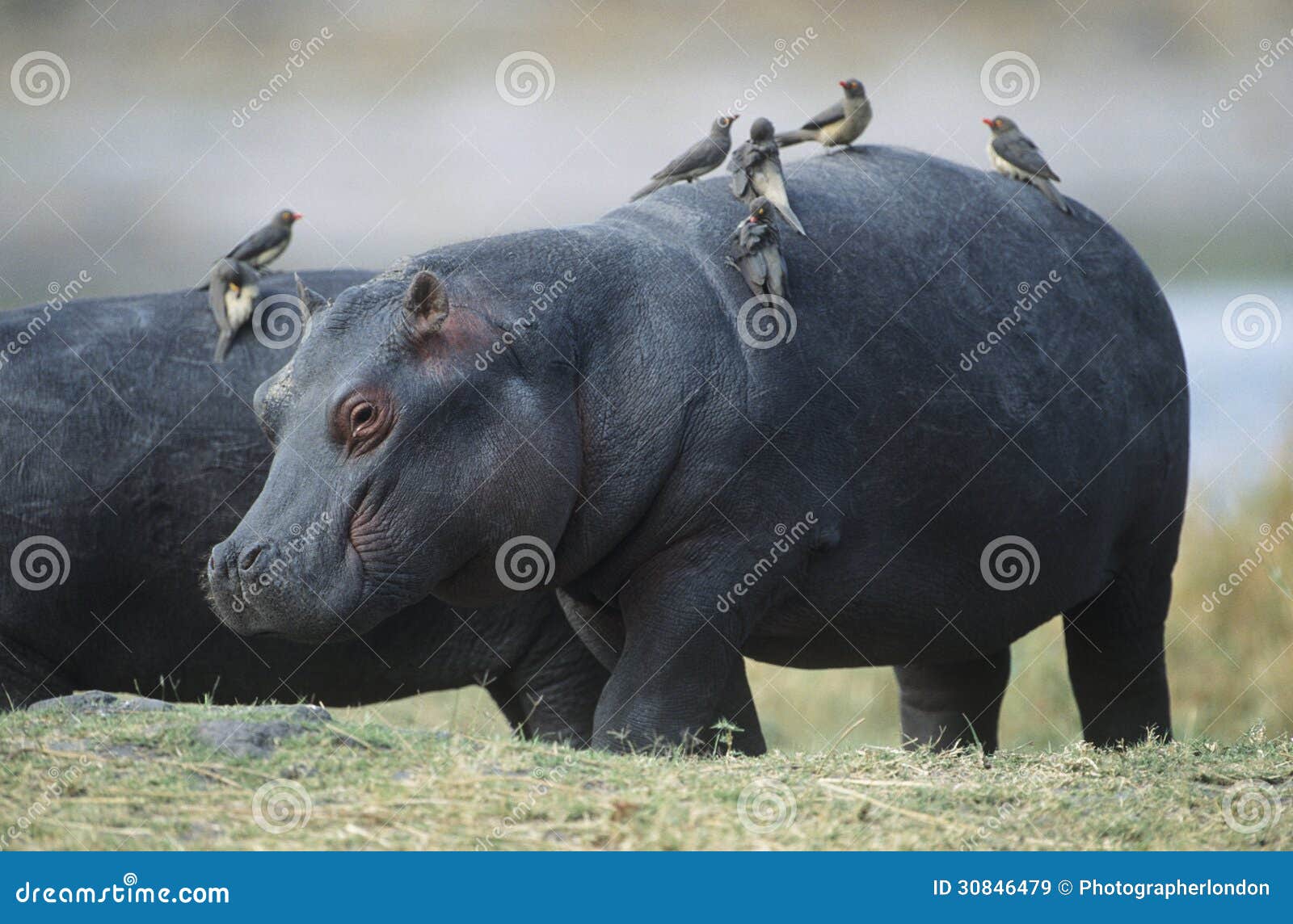 Hippopotamus (Hippopotamus Amphibius) with Birds on Back Stock Image ...