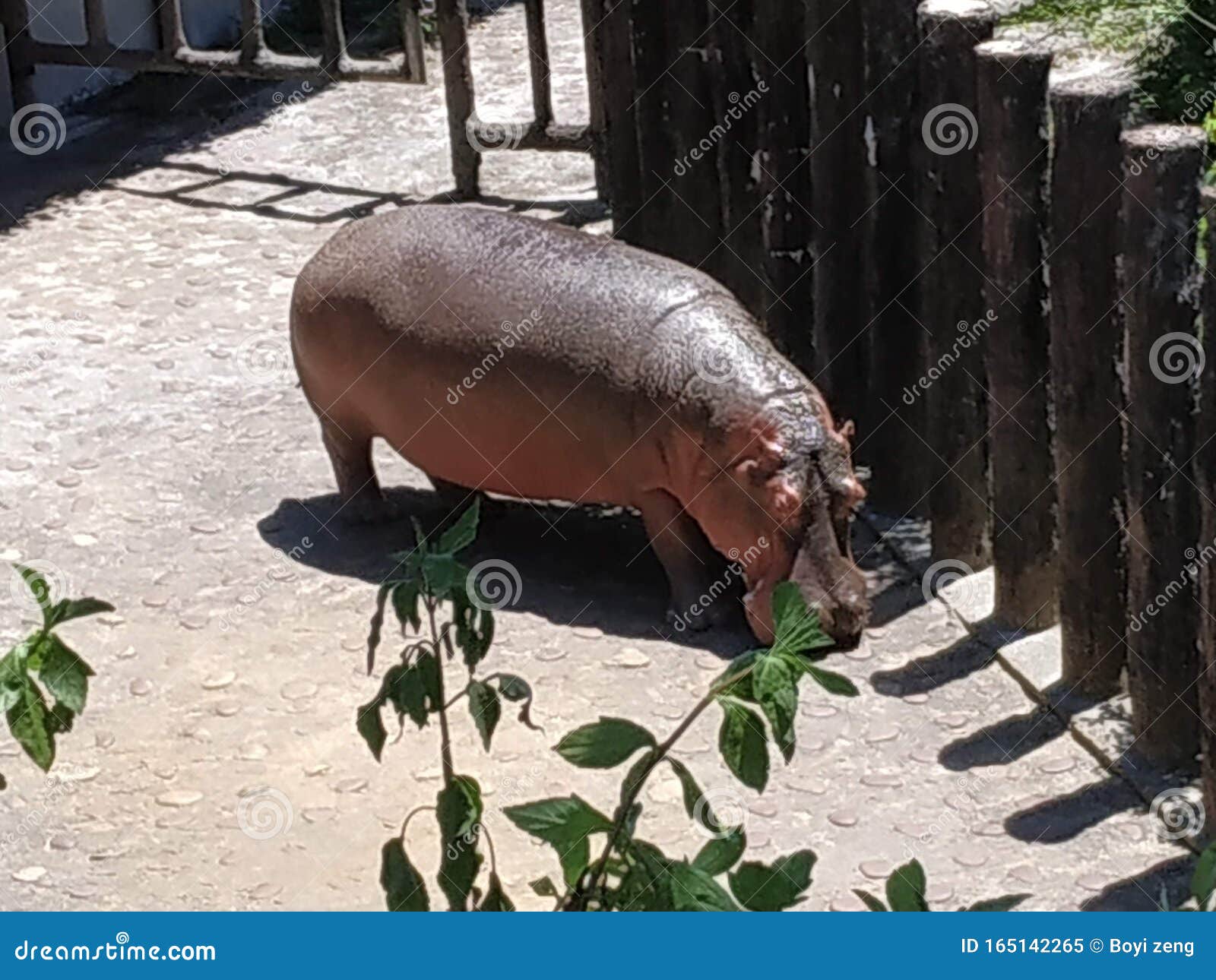 Hippopotamus stock image. Image of cool, nice, hippopotamus - 165142265