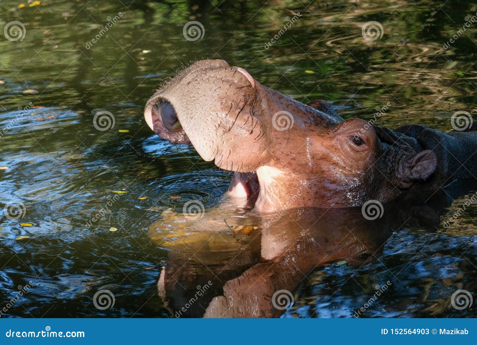 Hippopotamus stock image. Image of body, mammal, close - 152564903