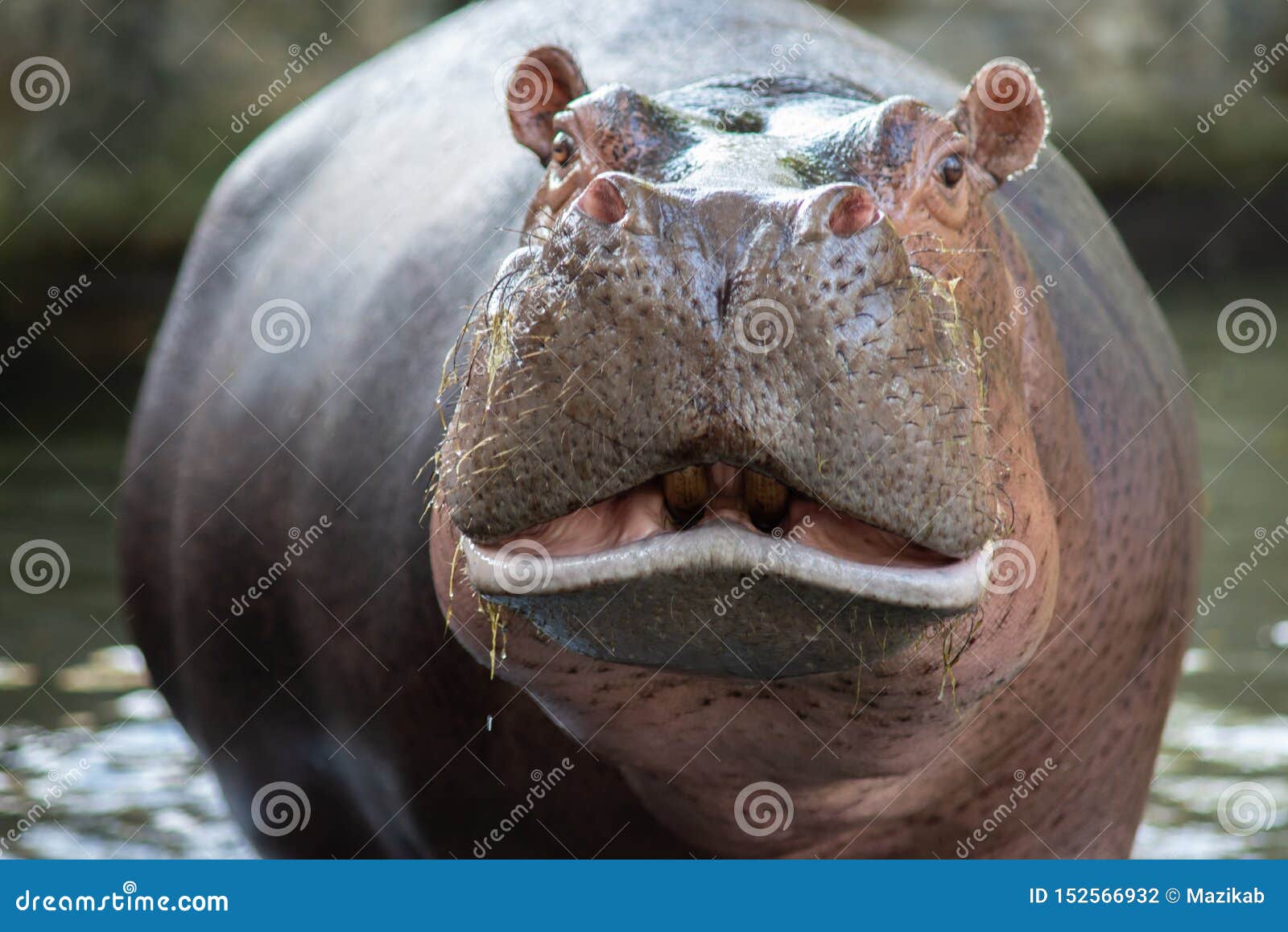 Hippopotamus stock photo. Image of amphibius, danger - 152566932