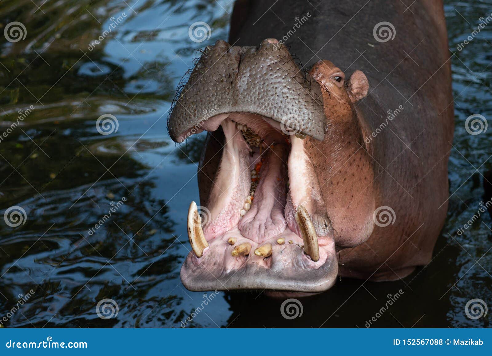 Hippopotamus stock photo. Image of large, body, african - 152567088