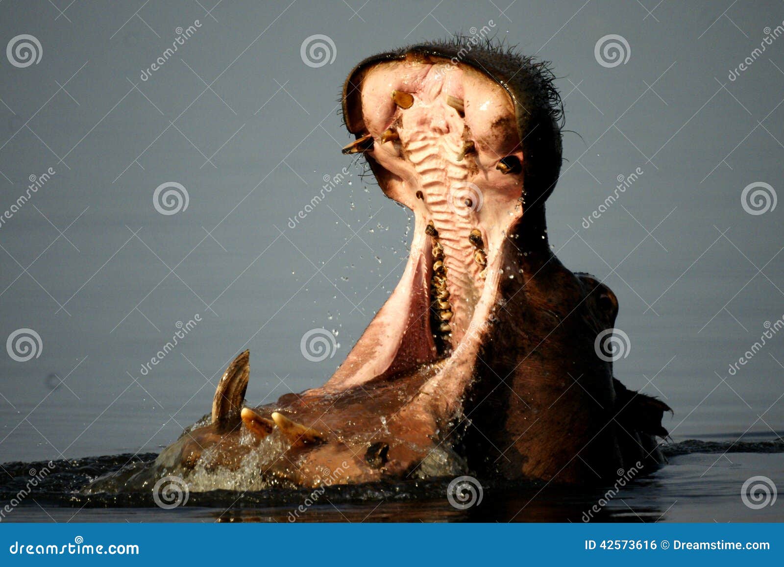 The hippopotamus stock photo. Image of teeth, nature - 42573616