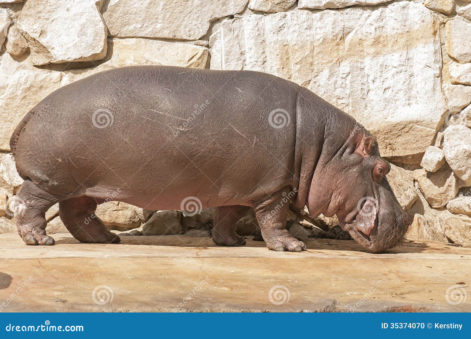 Hippopotamus stock photo. Image of strong, mammal, heavy - 35374070