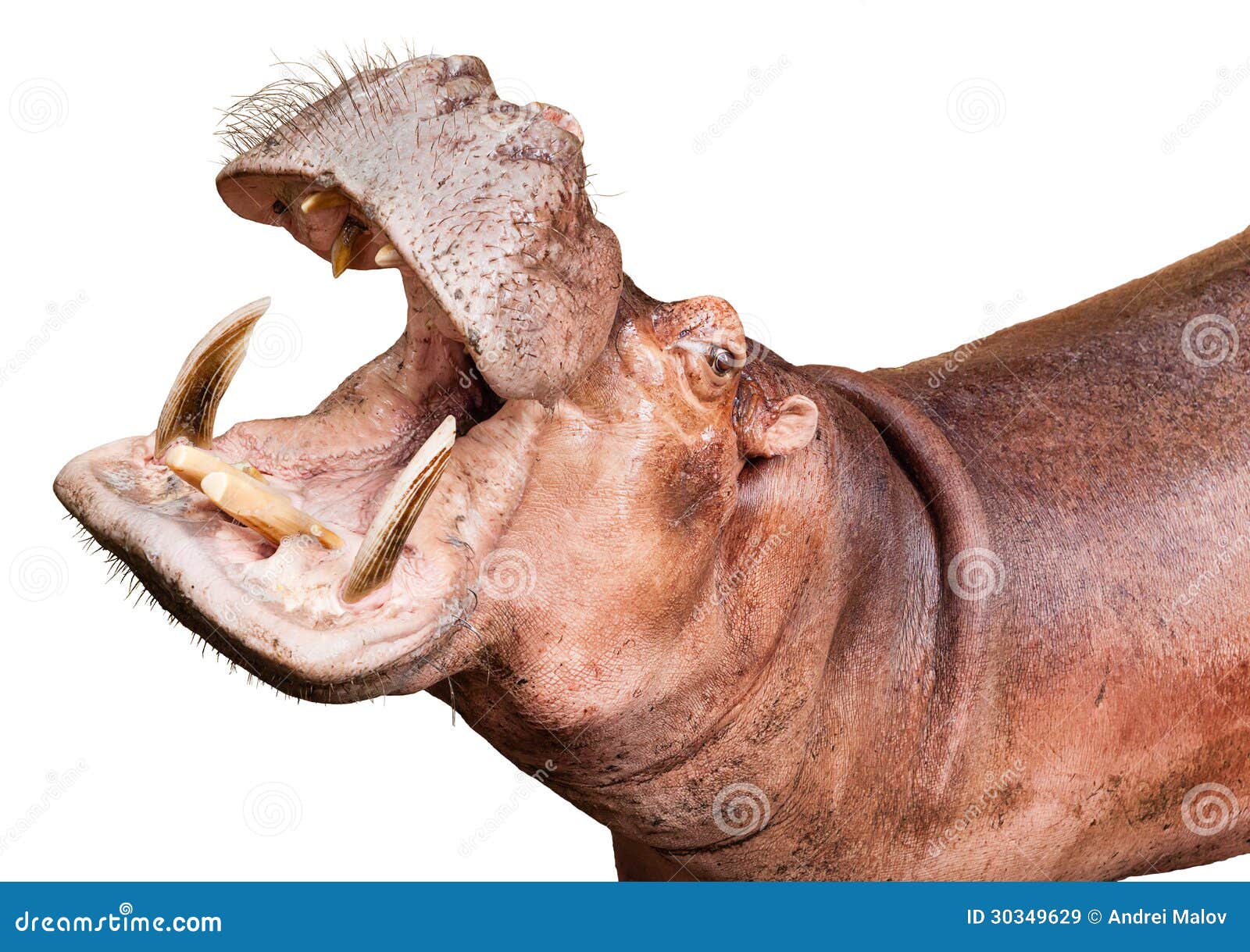 Hippopotamus Isolated on White Stock Image - Image of aggression ...