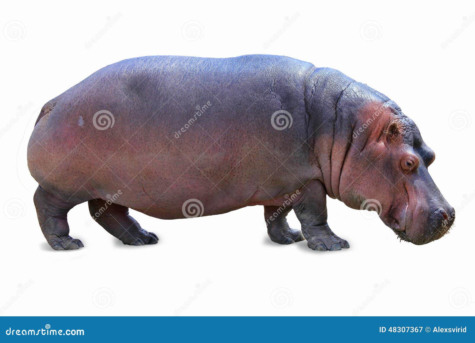 Hippopotamus isolated stock image. Image of creature - 48307367