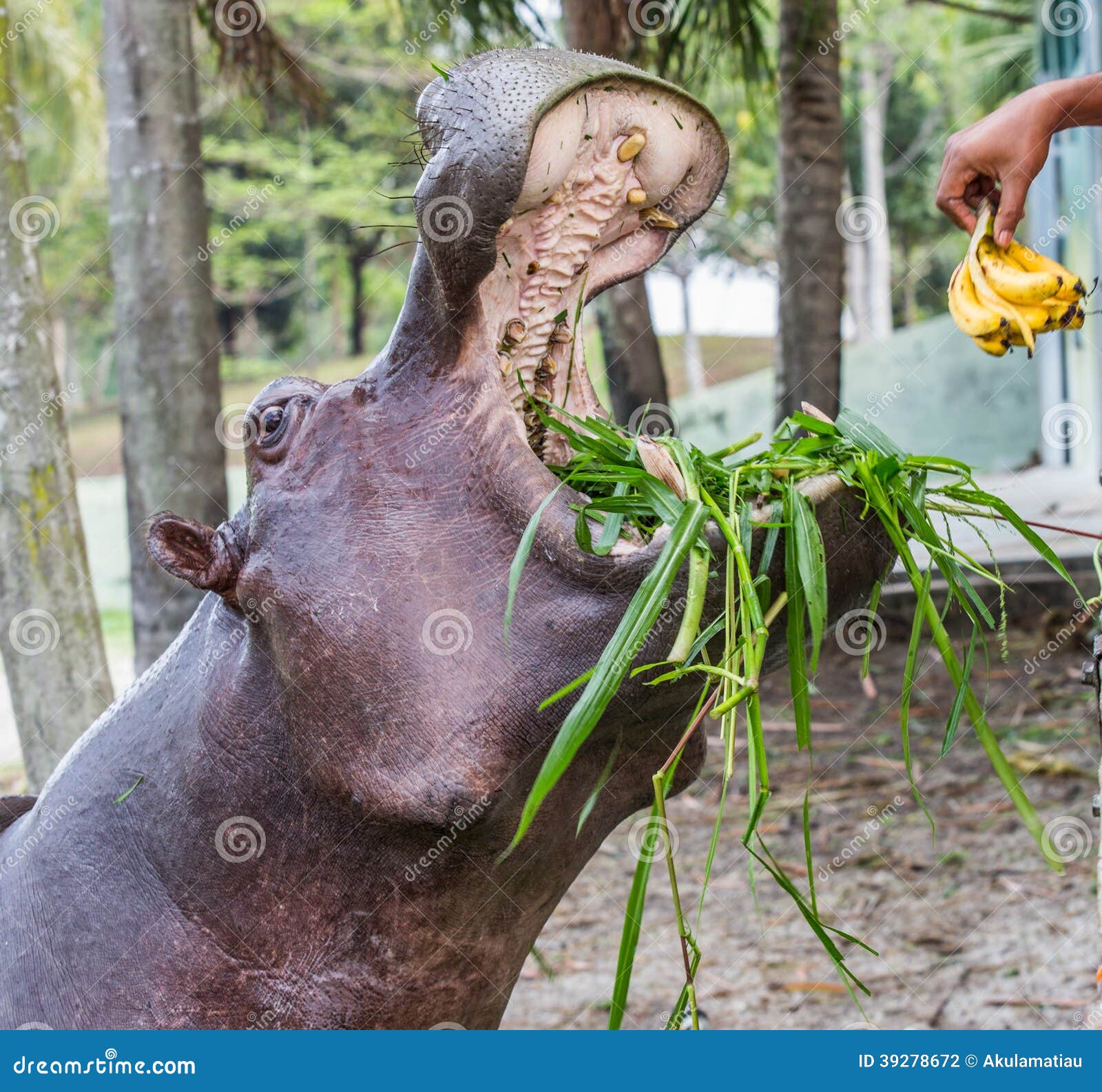 Hippopotamus` Feeding Time Royalty-Free Stock Photo | CartoonDealer.com ...