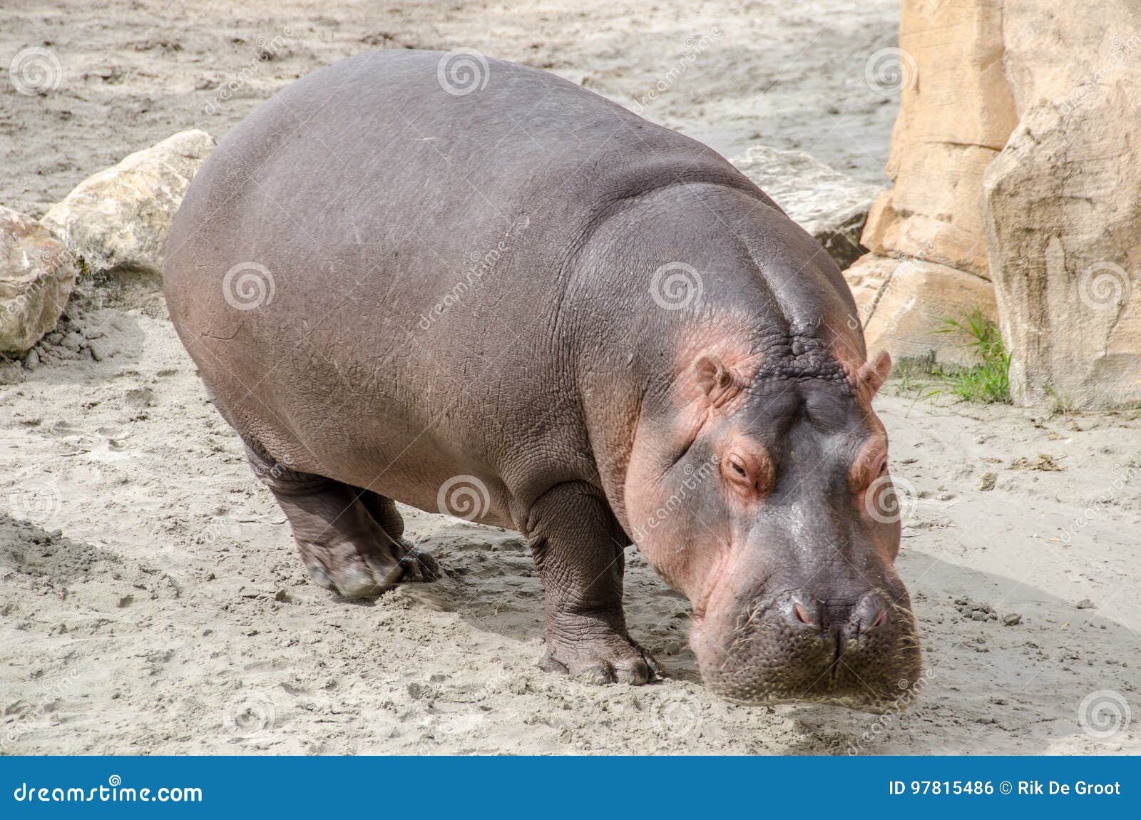 Hippopotamus on land stock photo. Image of water, view - 97815486