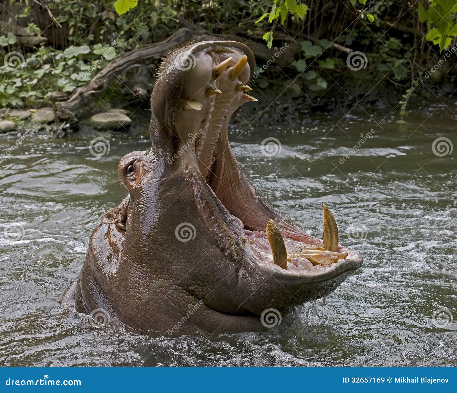 Hippopotamus mouth 1 stock image. Image of pachyderm - 32657169