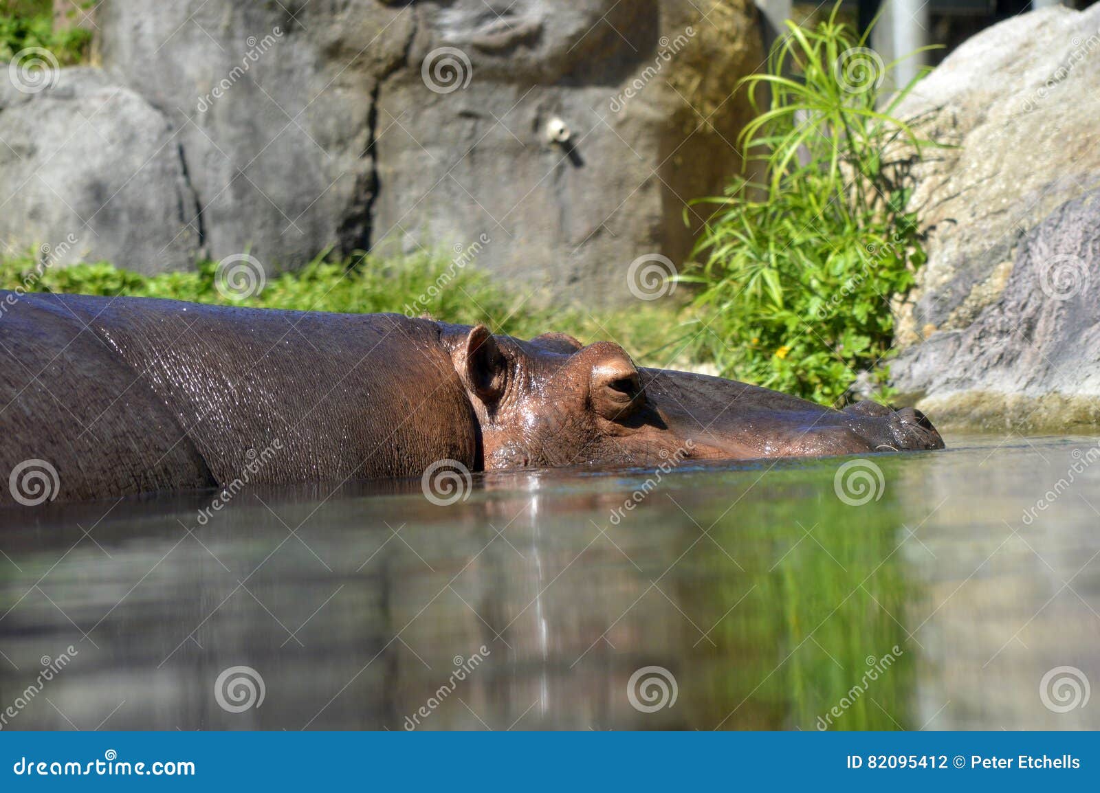 Hippopotamus stock photo. Image of hippo, zoological - 82095412