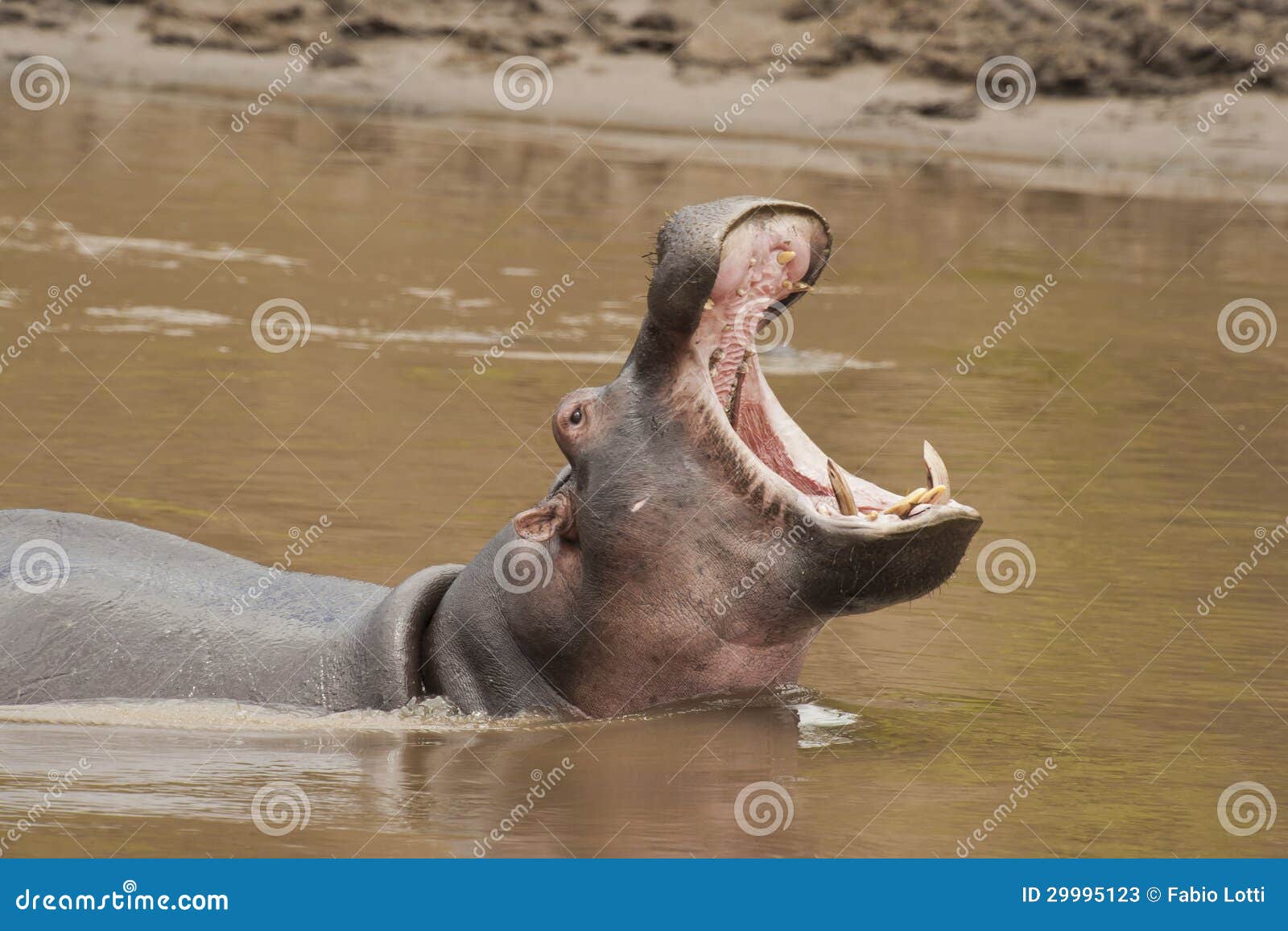 Hippopotamus roaring stock image. Image of hippo, masai - 29995123