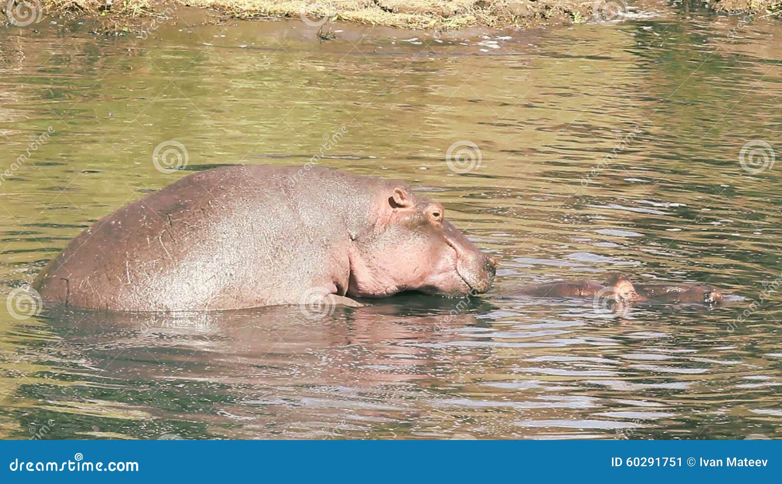 Hippos Mating