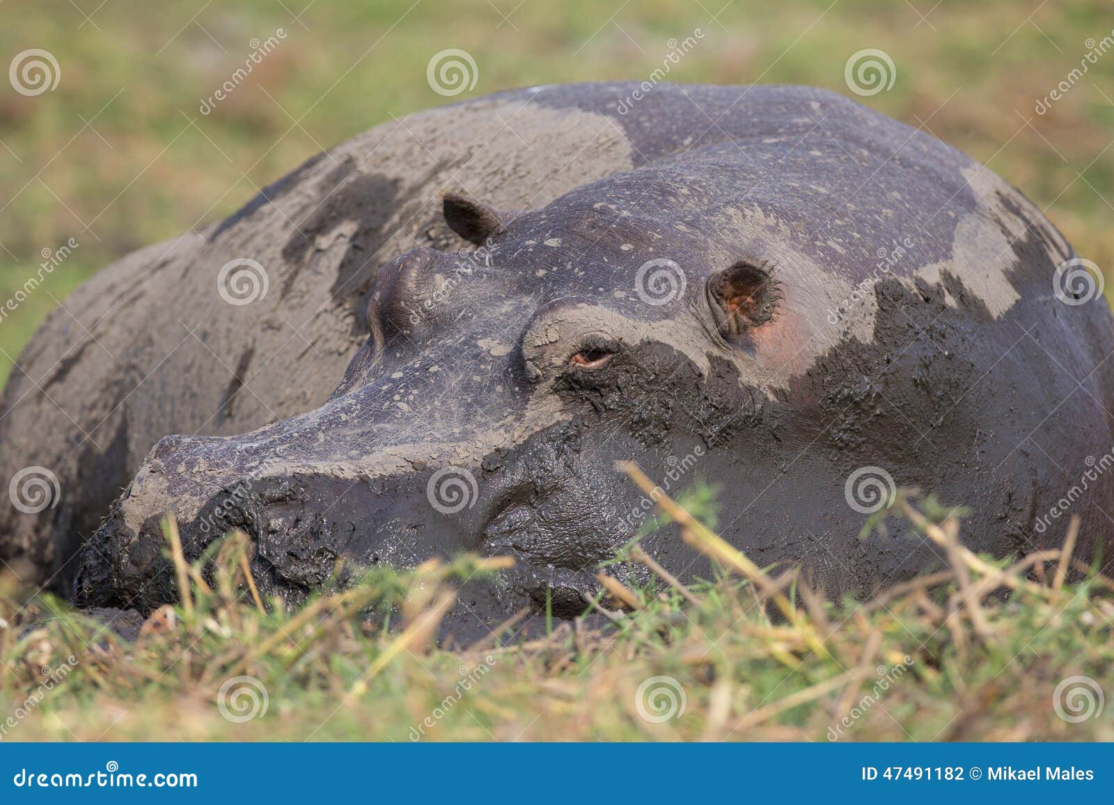 Hippopotamus Napping in Marsh Stock Photo - Image of marsh, water: 47491182