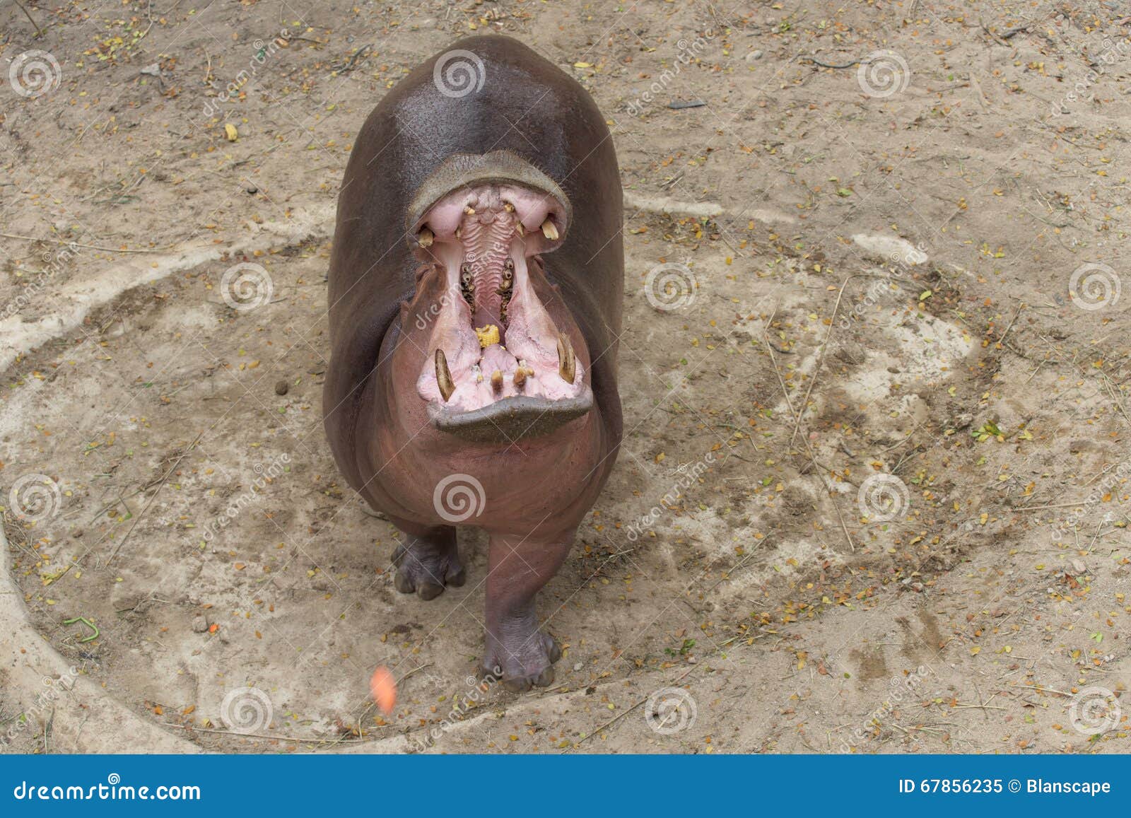 Hippopotamus open mouth stock image. Image of head, mouth - 67856235
