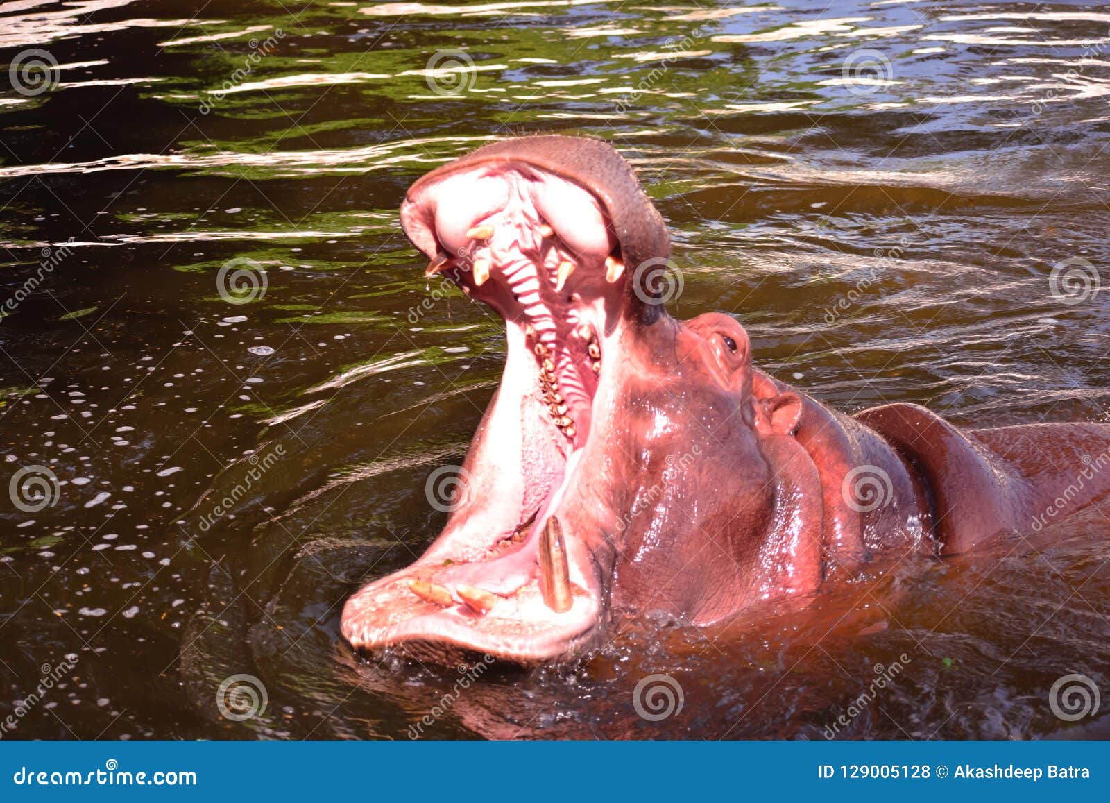 HIPPOPOTAMUS with OPEN MOUTH in WATER Stock Photo - Image of animals ...
