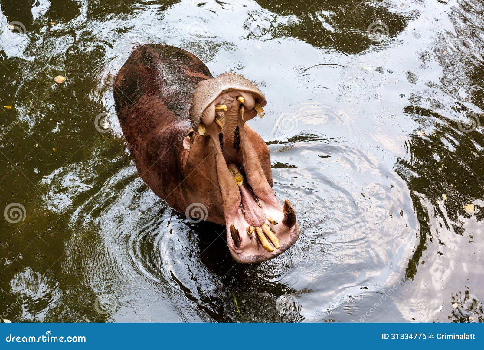 Hippopotamus Open Mouth in Water Stock Photo - Image of animal, natural ...