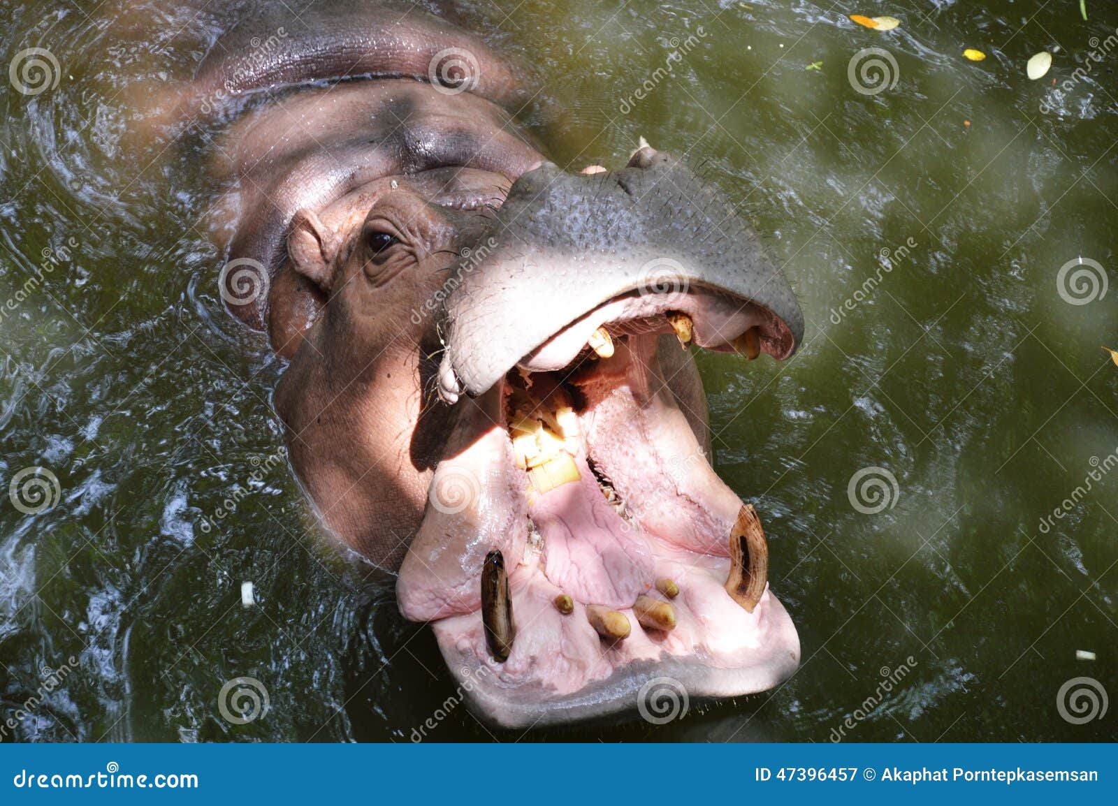Hippopotamus Open the Mouth Stock Image - Image of animal, open: 47396457