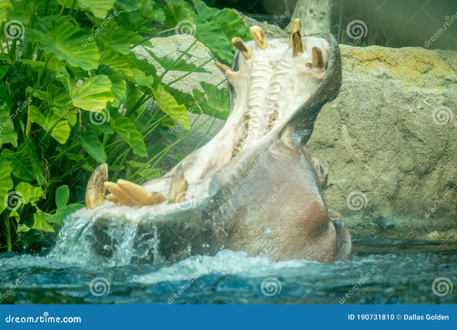 Hippopotamus Opening His Mouth Wide Stock Photo - Image of animals ...