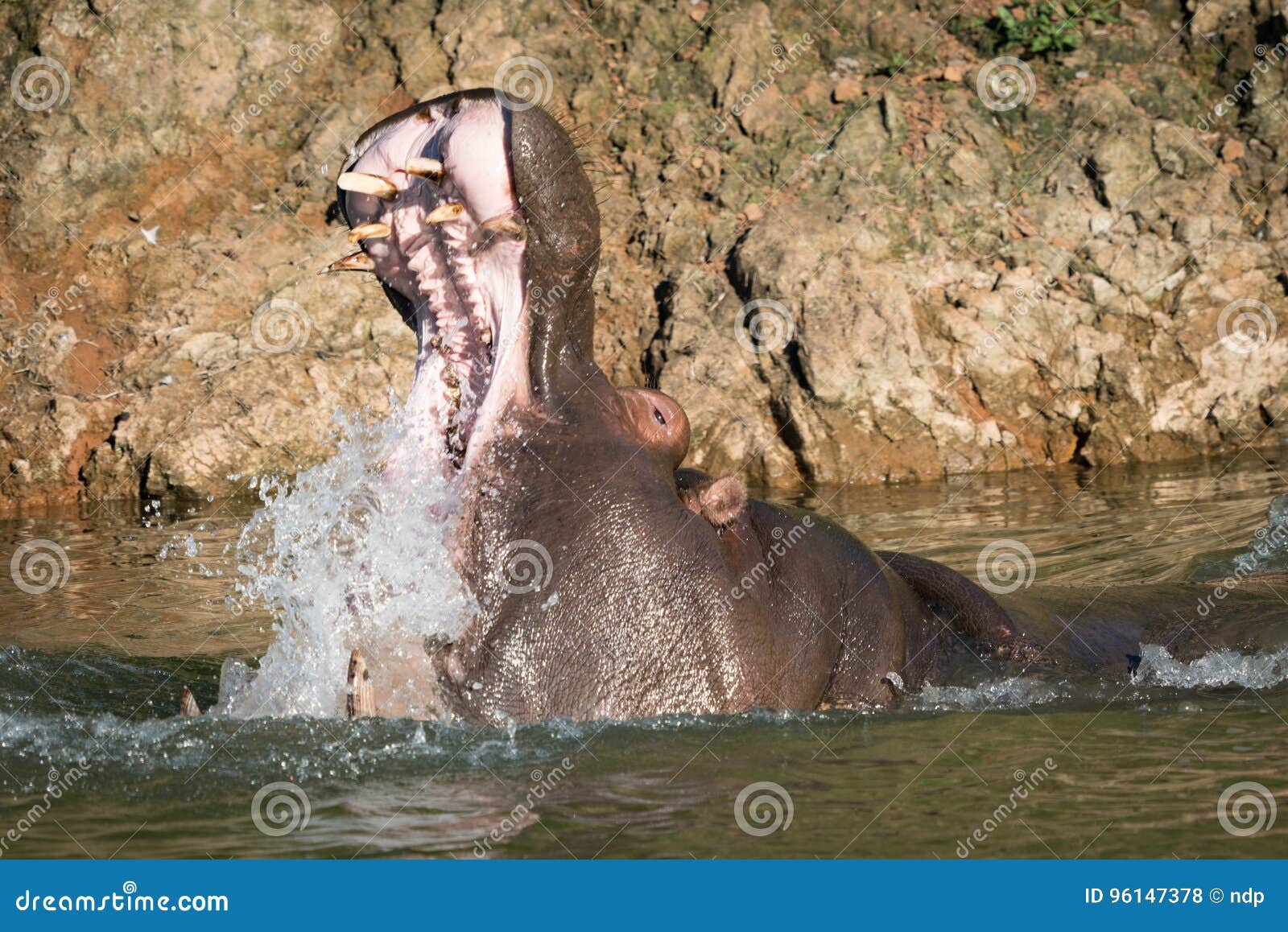 Hippopotamus Opening Mouth with Lots of Spray Stock Photo - Image of ...