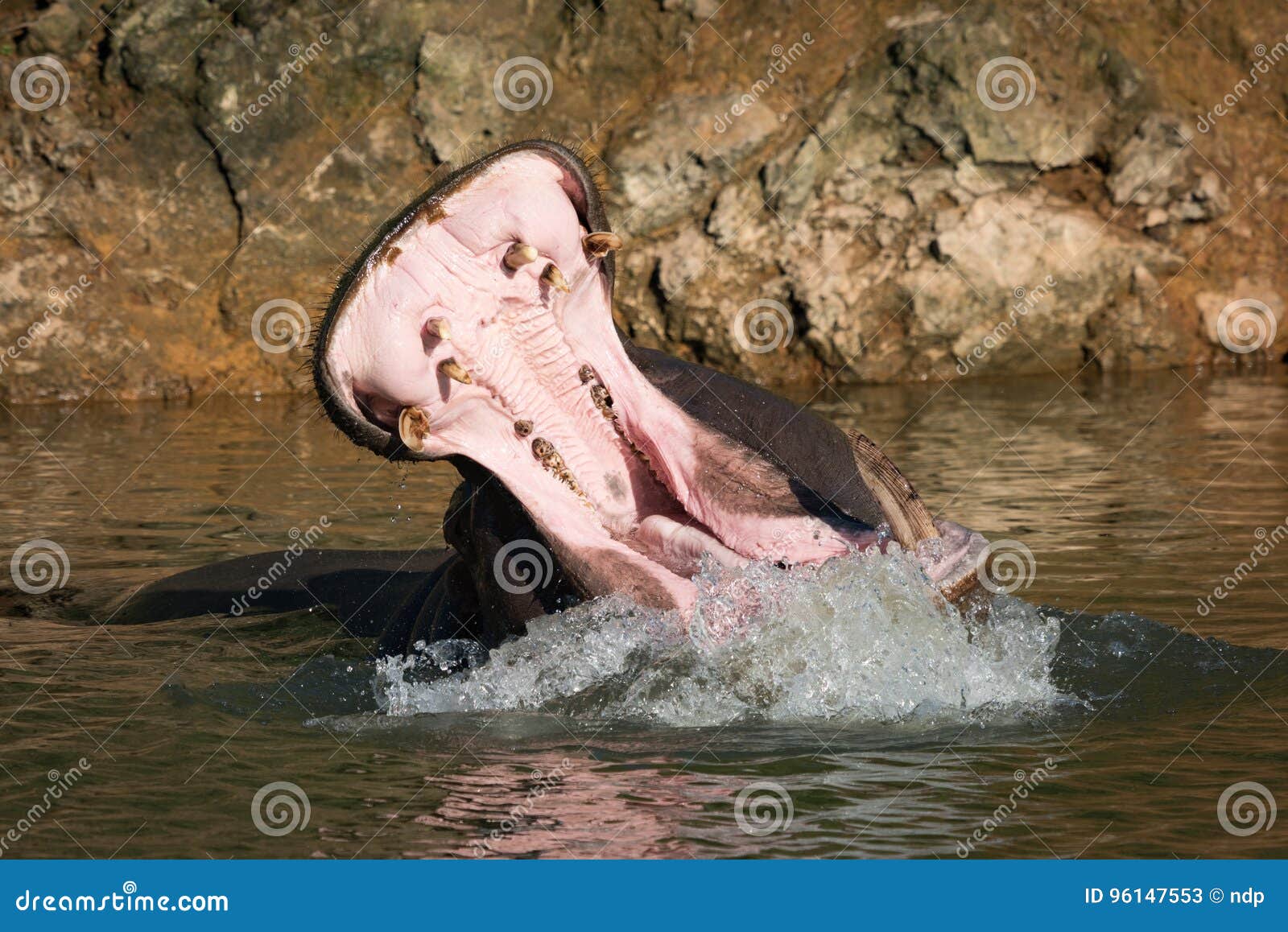 Hippopotamus Opening Mouth in Water with Spray Stock Image - Image of ...