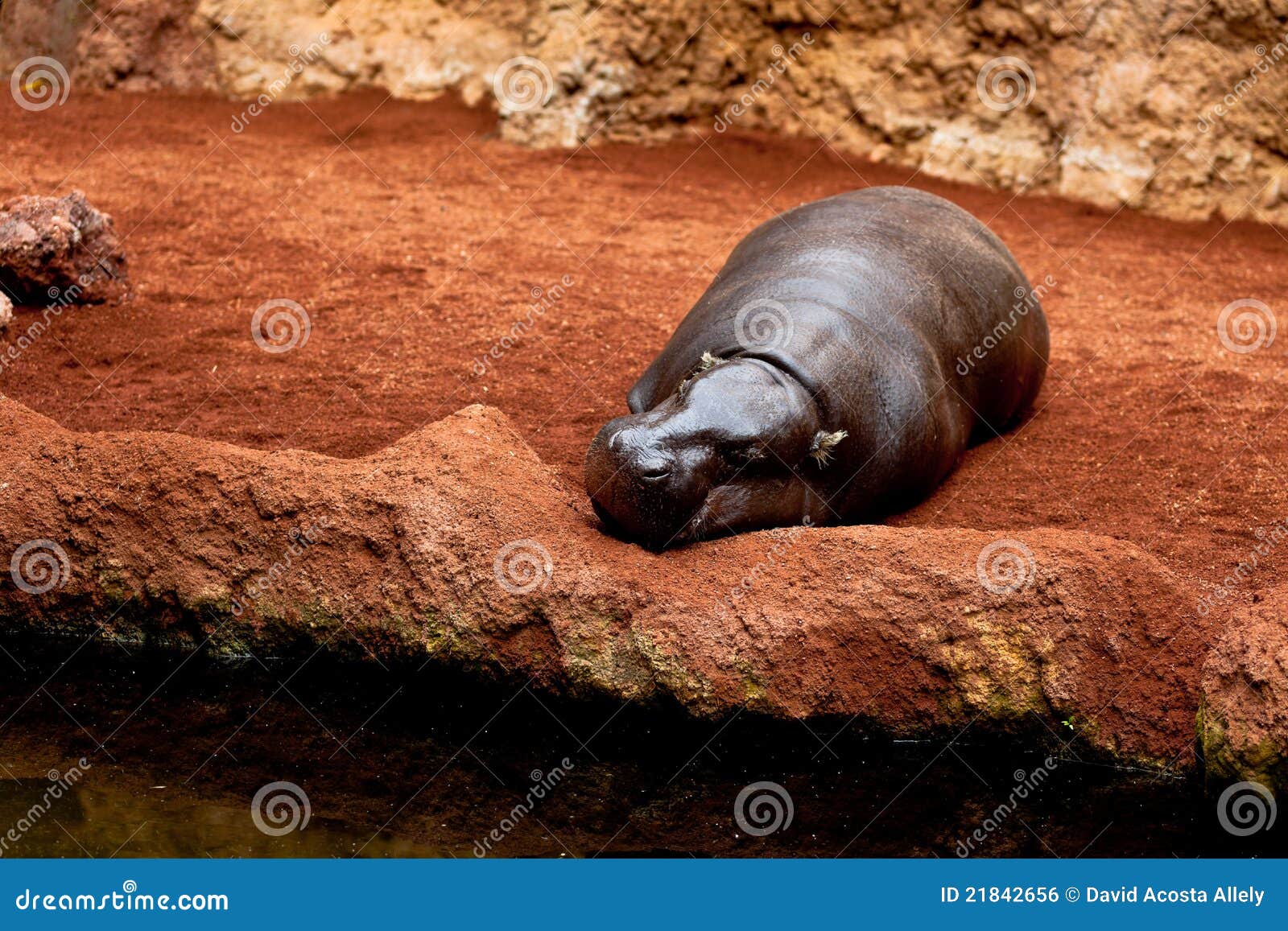 Hippopotamus Pigmy, Hexaprotodon Liberiensis Stock Photo - Image of ...