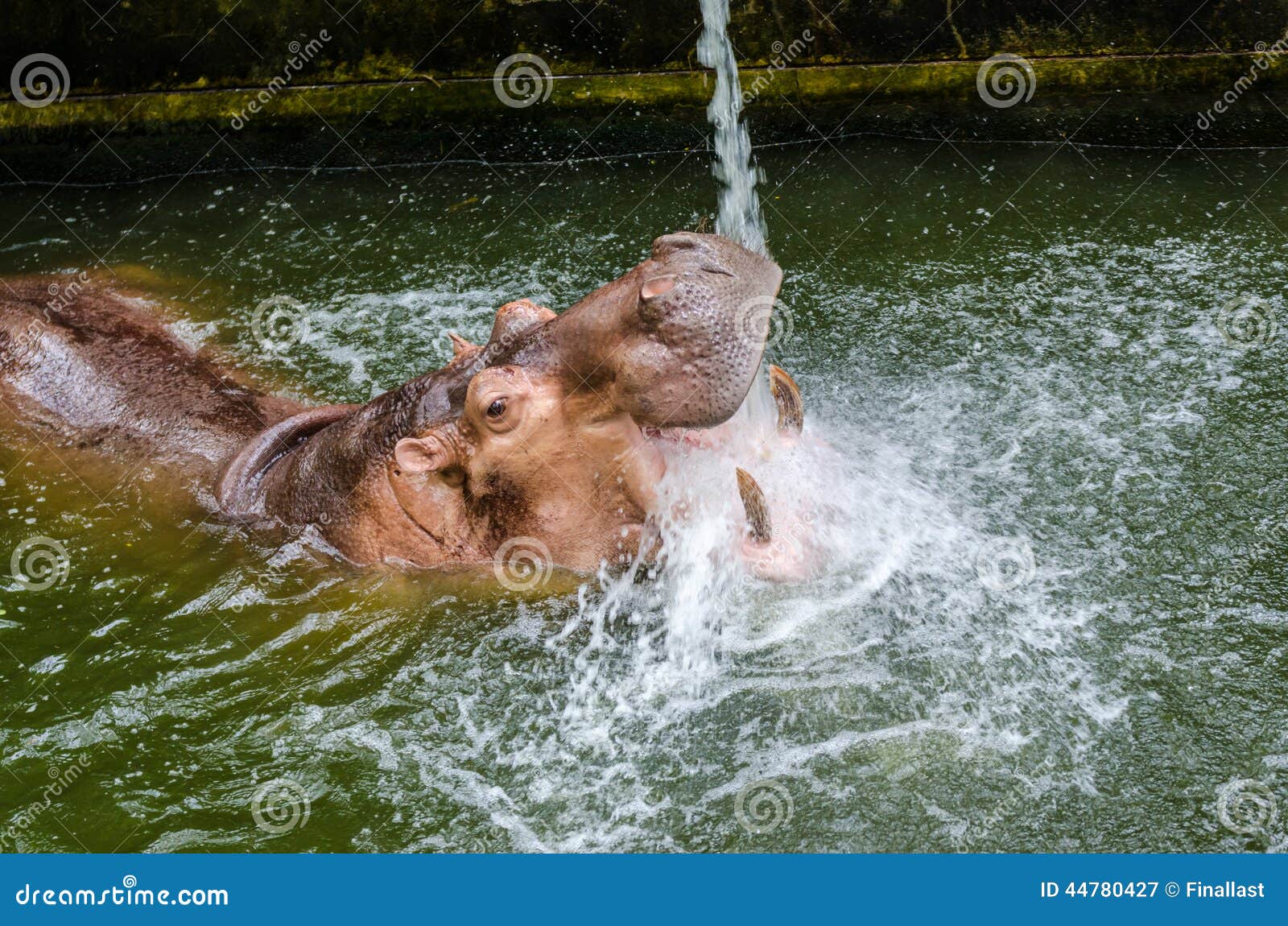 Hippopotamus stock image. Image of brown, hippo, pool - 44780427