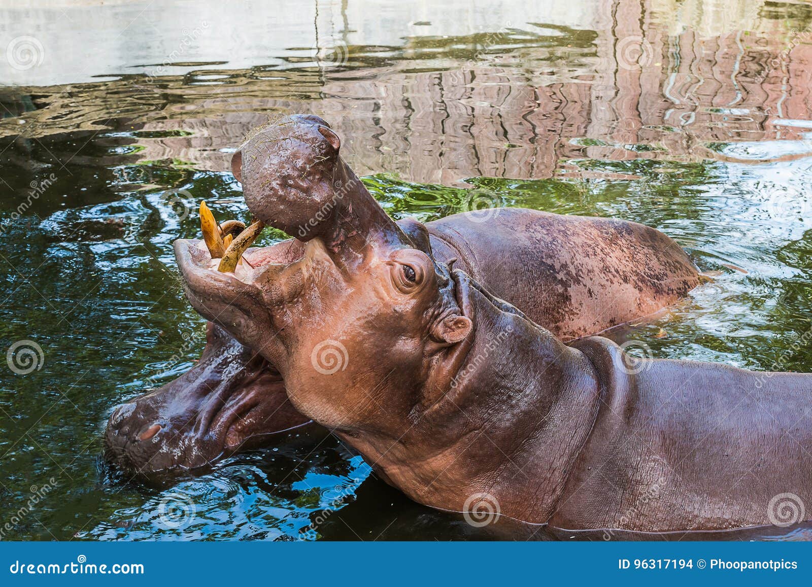 Hippopotamus in pond stock photo. Image of hungry, fang - 96317194