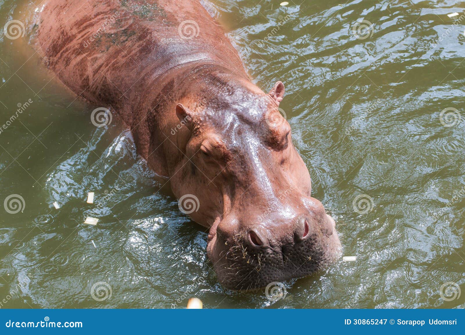 Hippopotamus in the pool stock image. Image of aquatic - 30865247