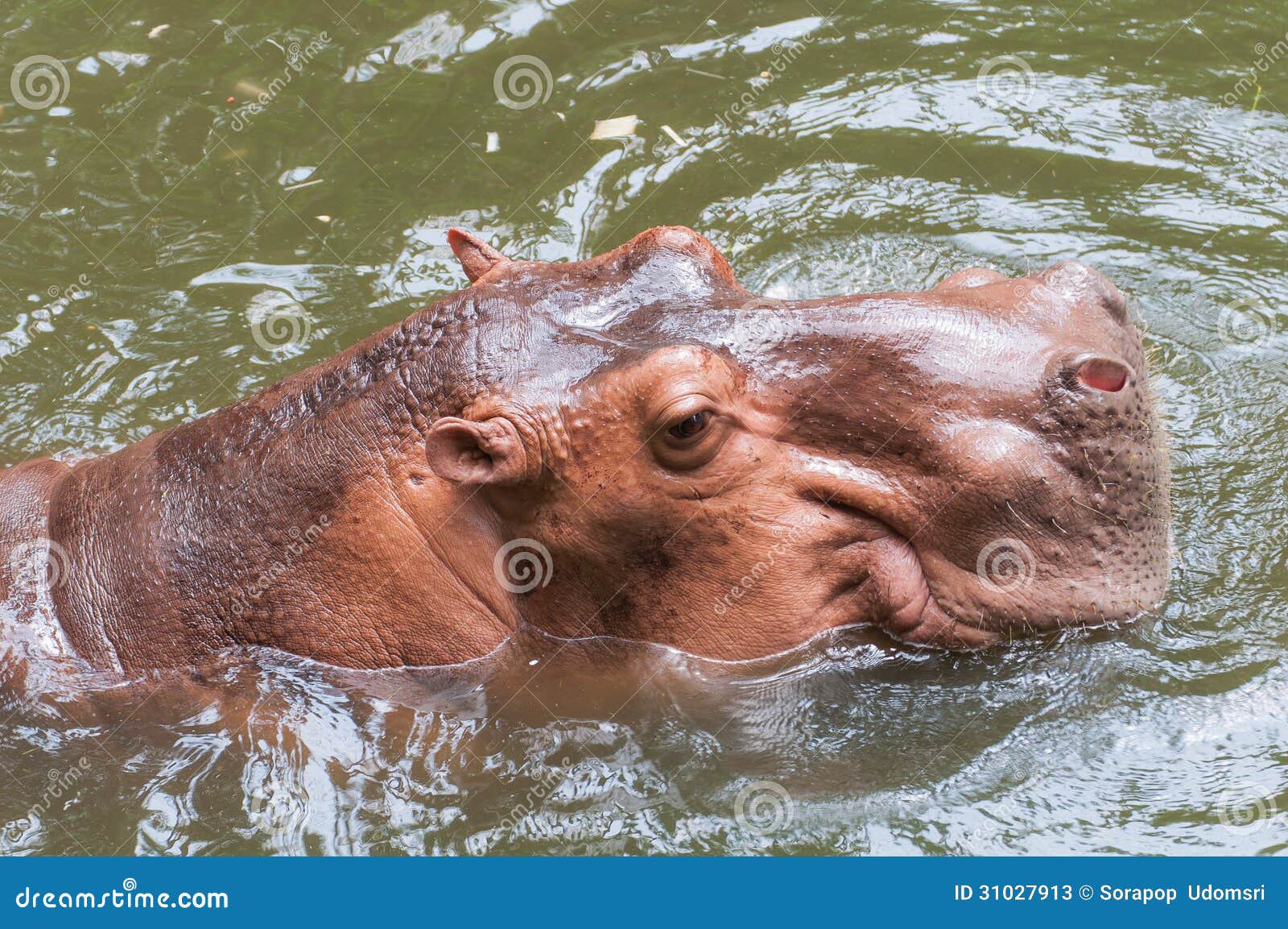 Hippopotamus in the pool stock image. Image of aquatic - 31027913