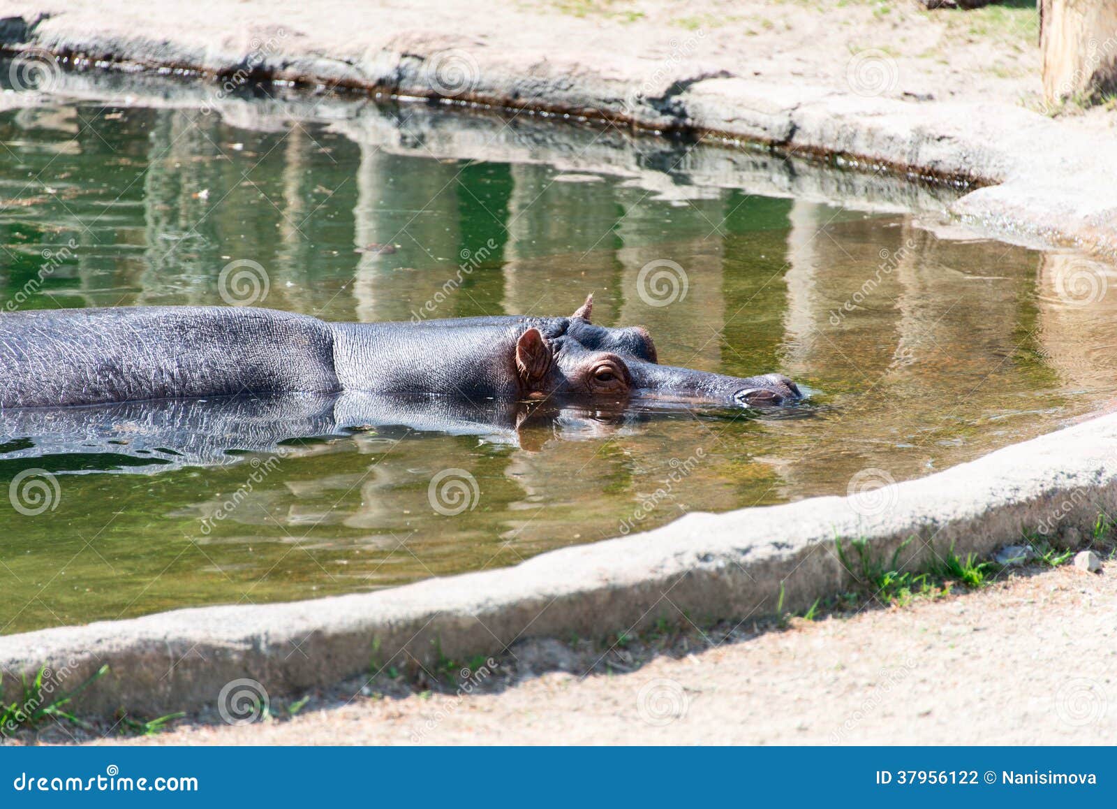 Hippopotamus in a Pool at Zoo Close Up Stock Photo - Image of safari ...