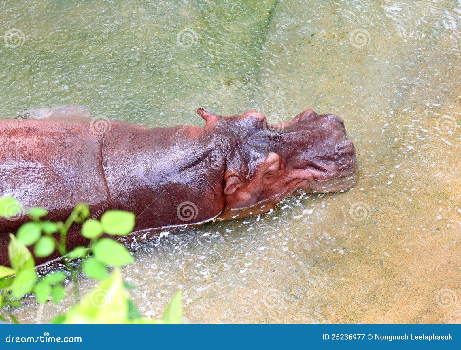 Hippopotamus Relax in Water Stock Image - Image of head, river: 25236977