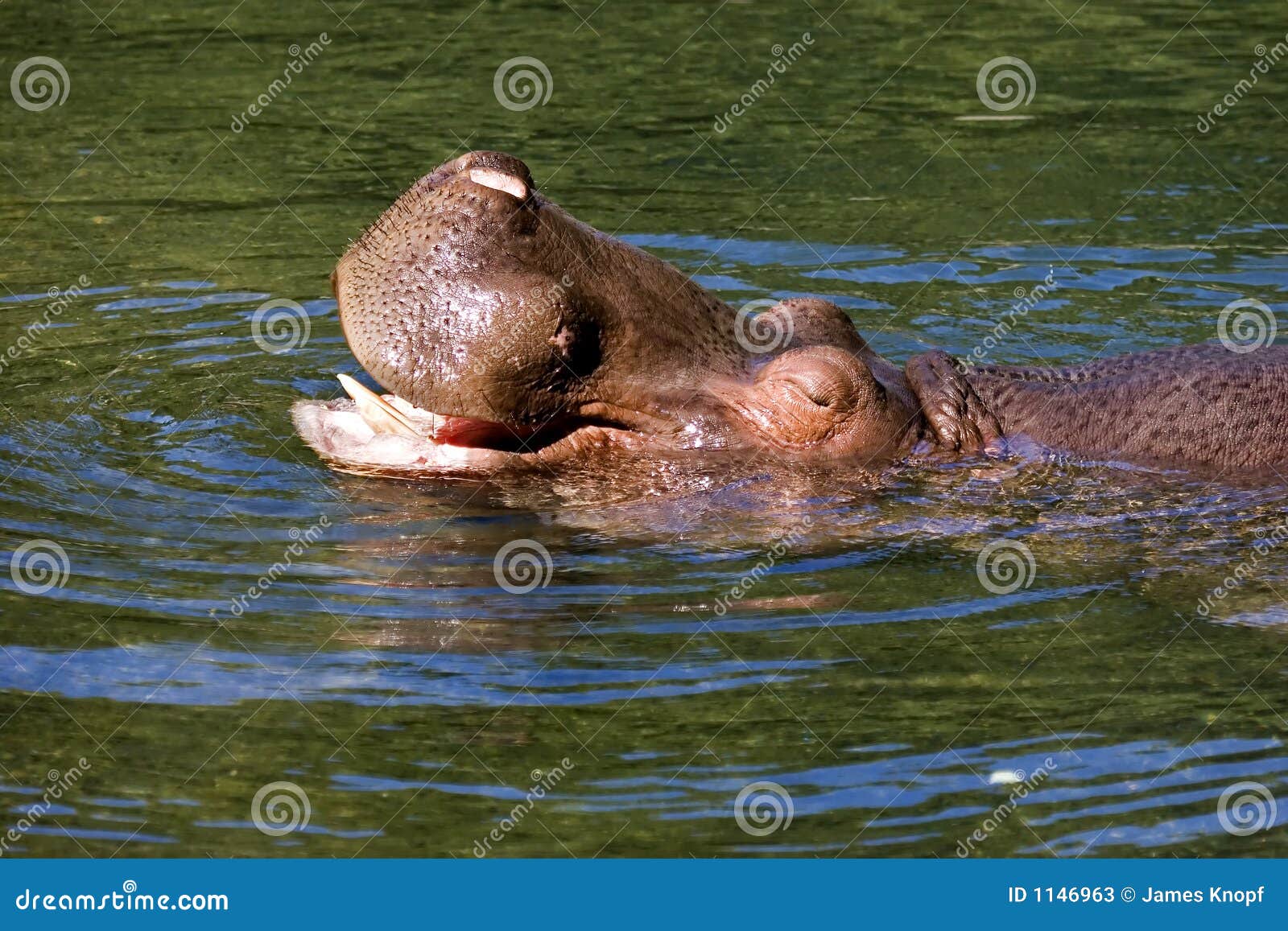 Hippopotamus Relaxing in River Stock Image - Image of beast, africa ...