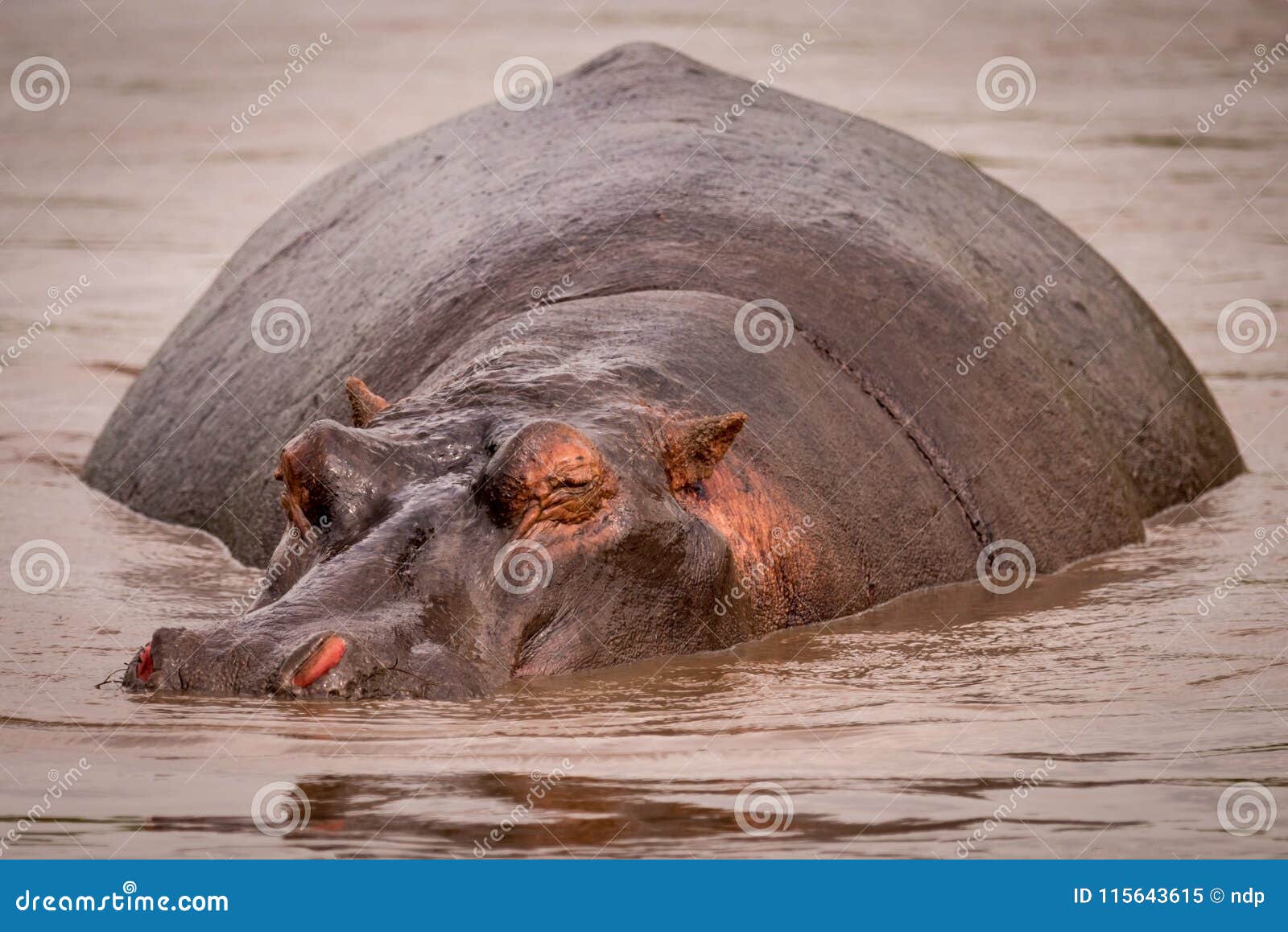 Hippopotamus Resting in Muddy Pool Facing Camera Stock Image - Image of ...