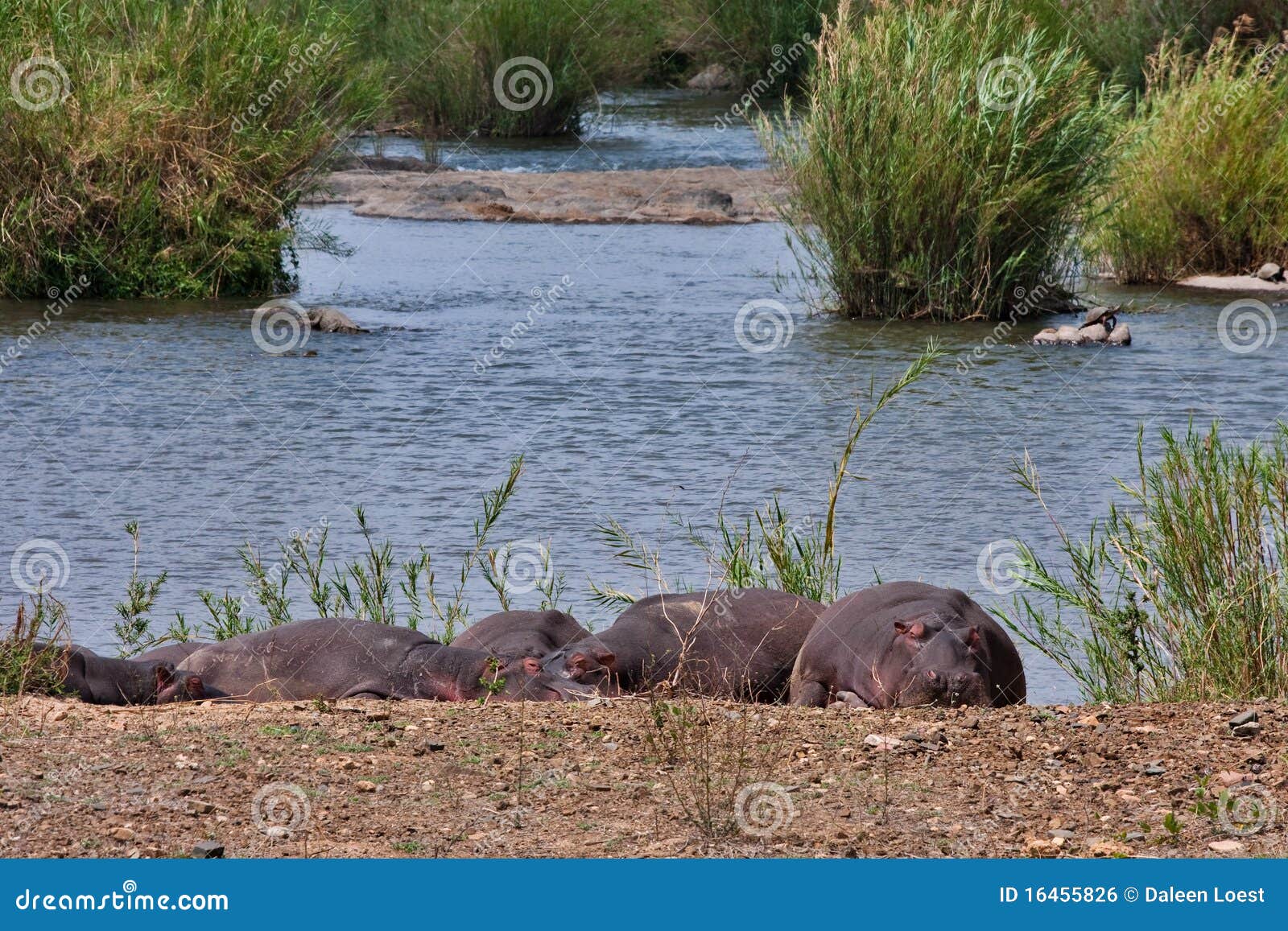 Hippopotamus in river stock photo. Image of family, africa - 16455826