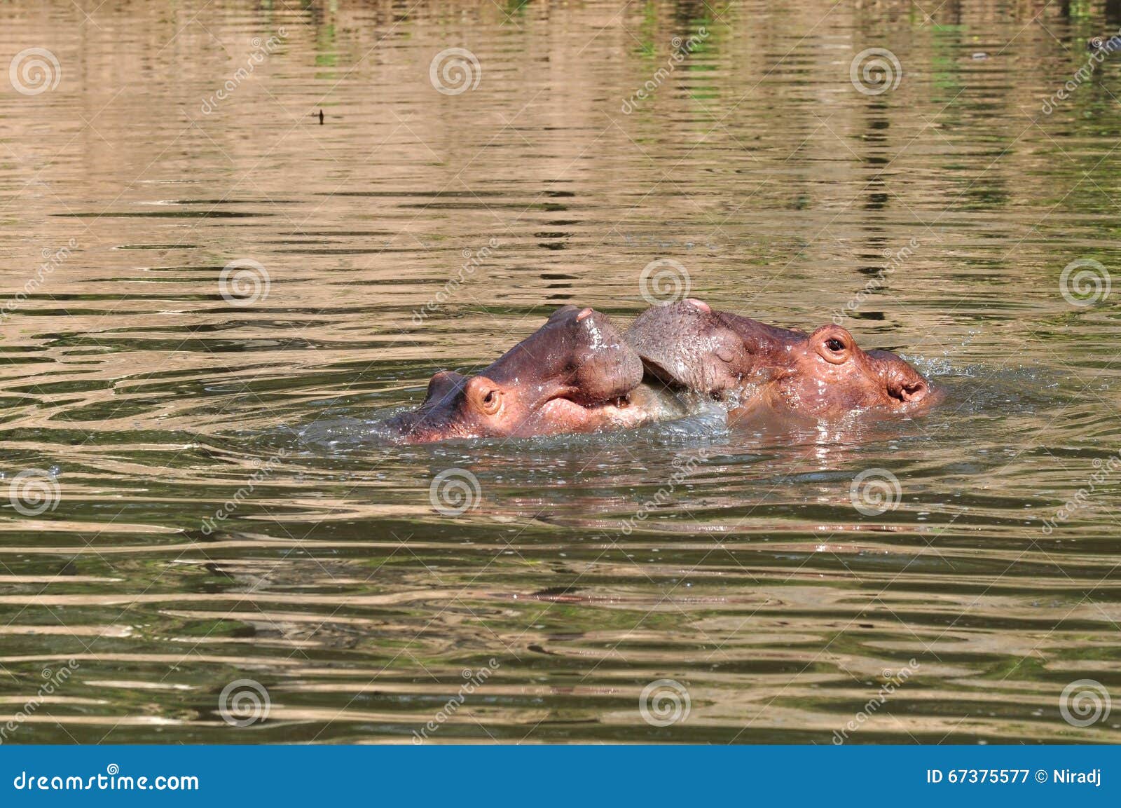 Hippopotamus in the river stock image. Image of mouth - 67375577