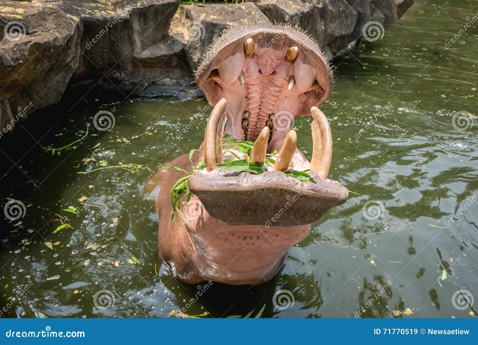 Hippopotamus Showing Mouth and Teeth. Stock Image - Image of grey ...
